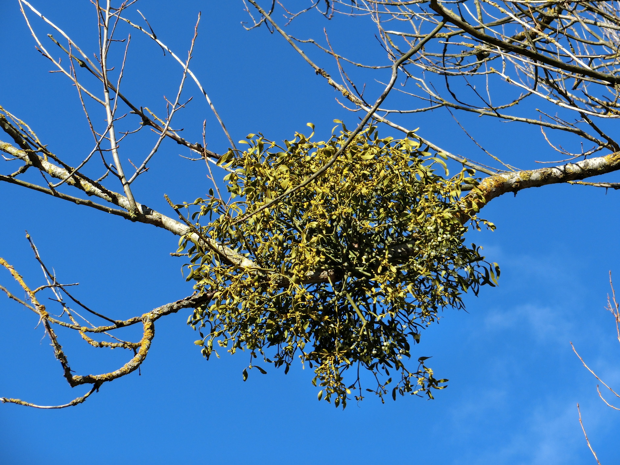 Lösung: Die Mistel - Reutte