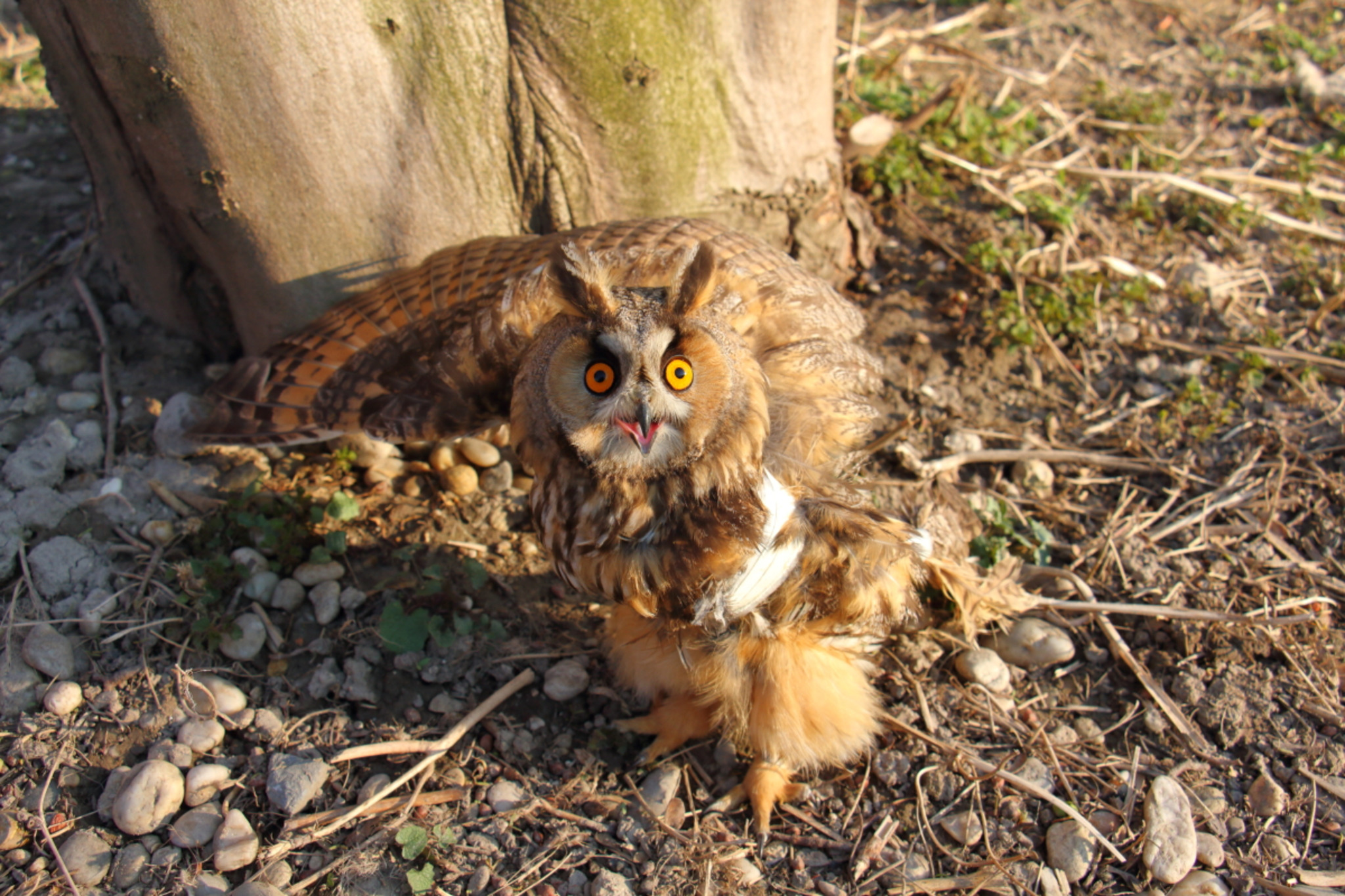 Eule "Mia" hatte Glück im Unglück - Neusiedl am See