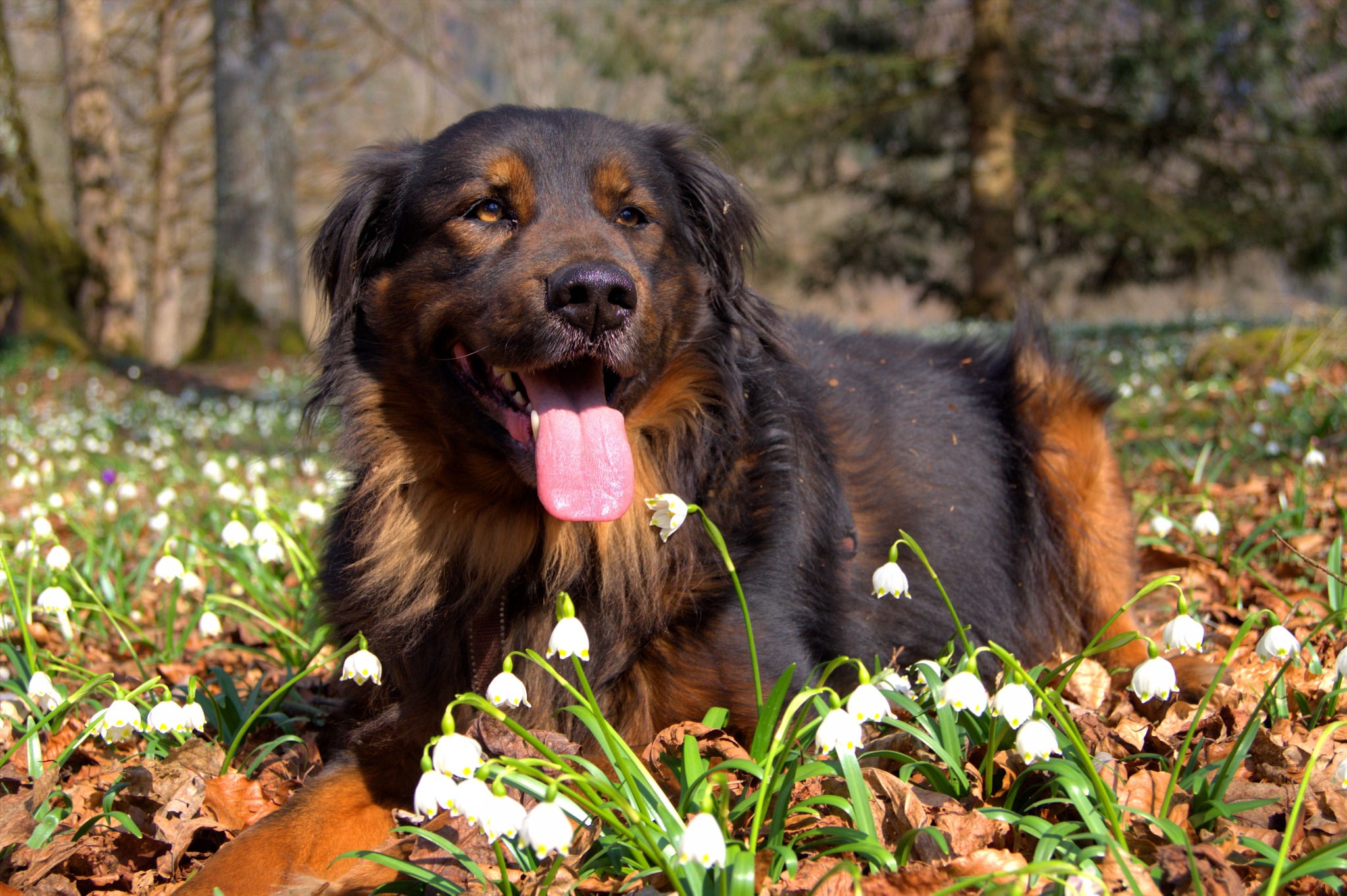 Damit die Blume blühen kann, braucht sie Erde, Wasser und Licht. Der ...