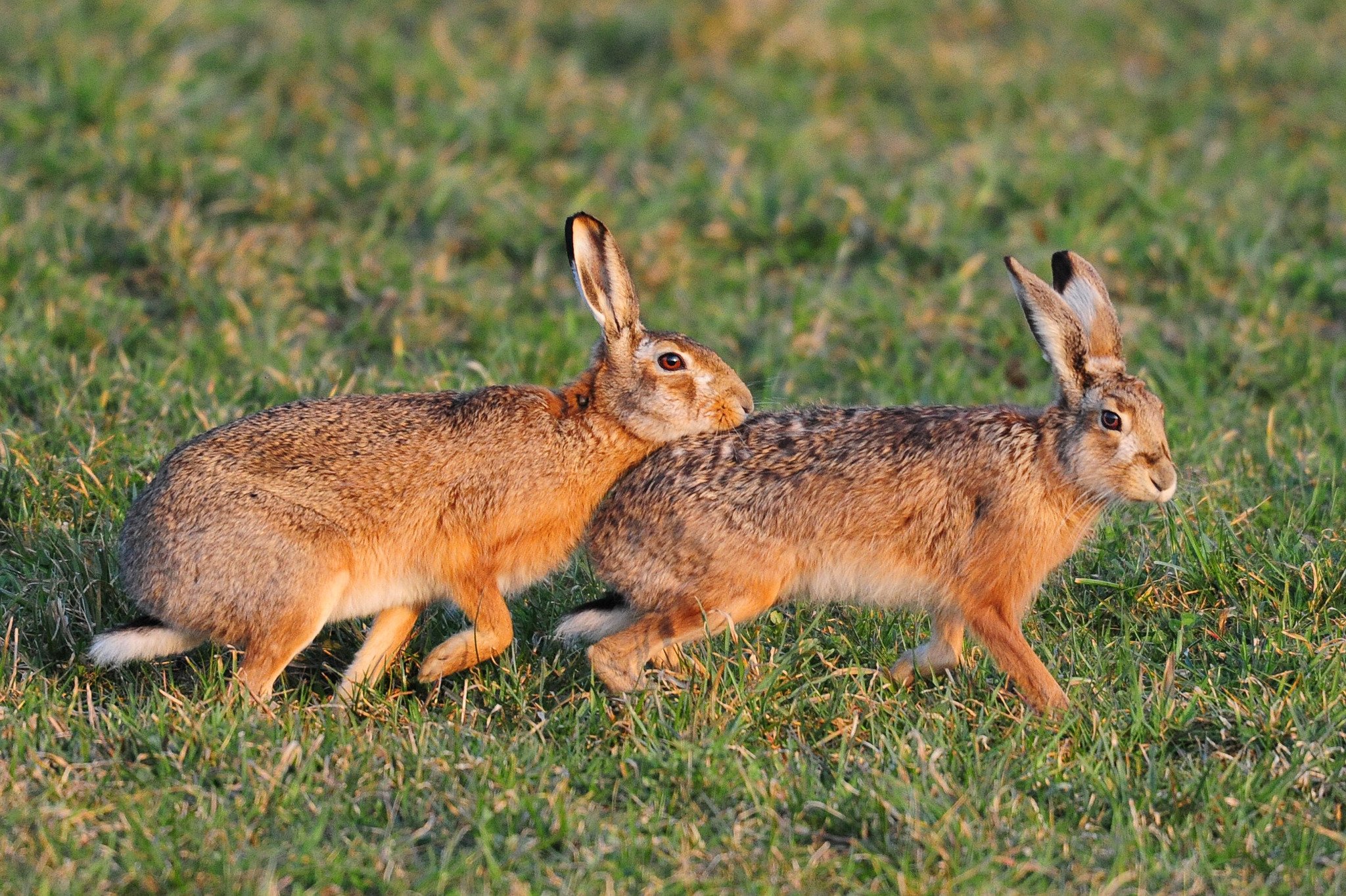 Testosteron den Rammler plagt - Braunau