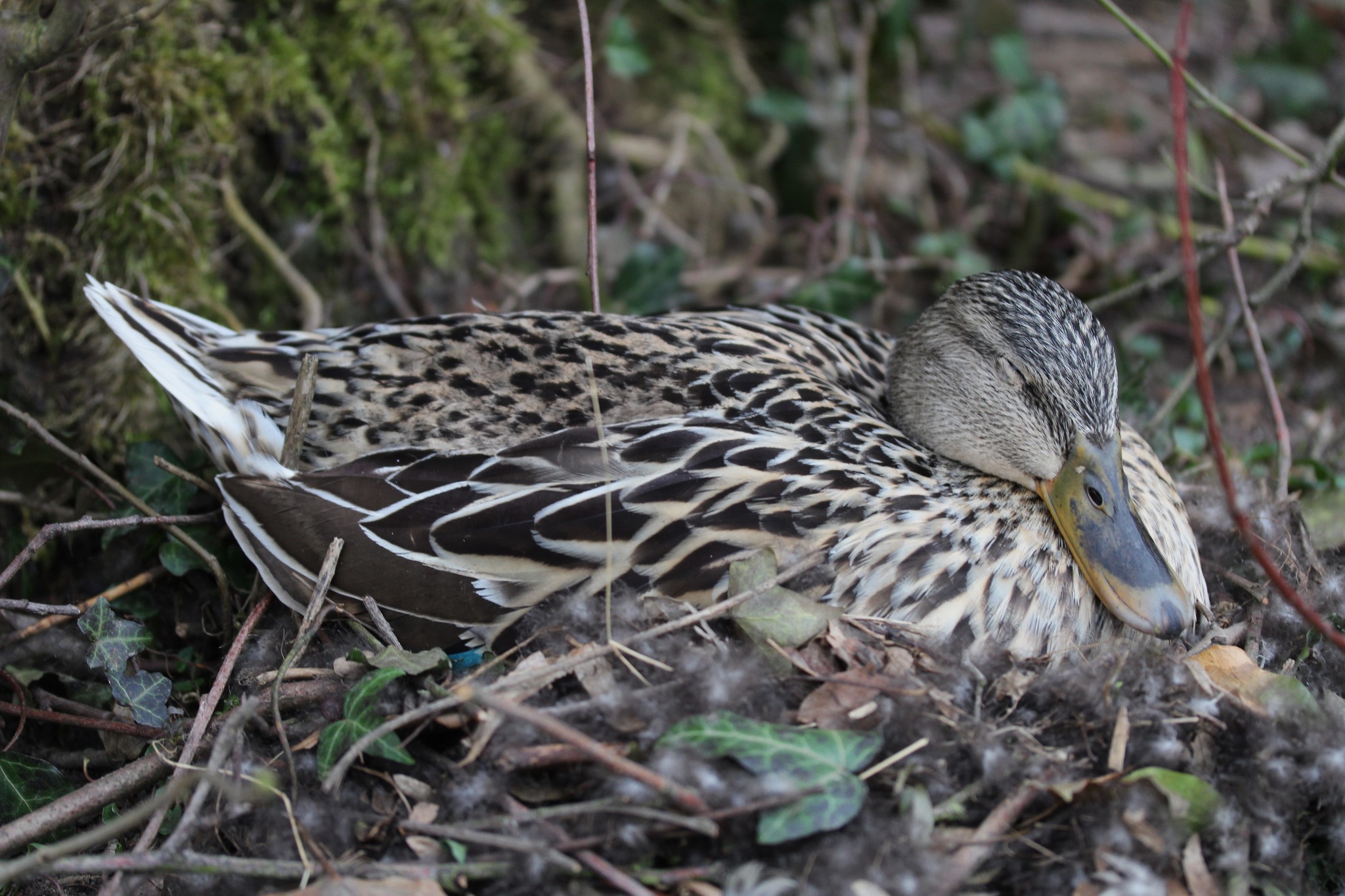 Bitte nicht stören...brütende Ente - Vöcklabruck