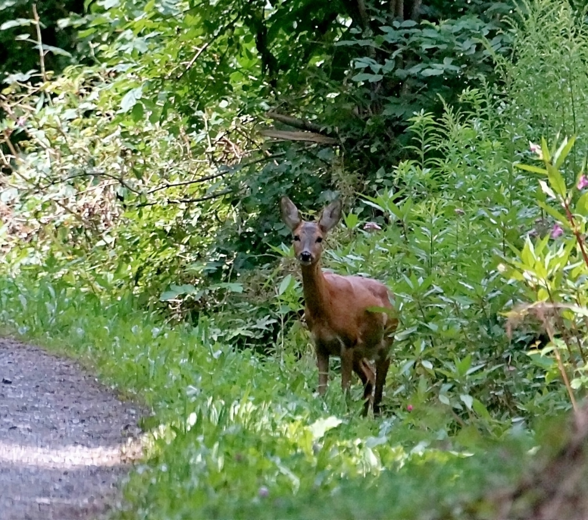 Ein liebes, scheues REH ... - Kufstein