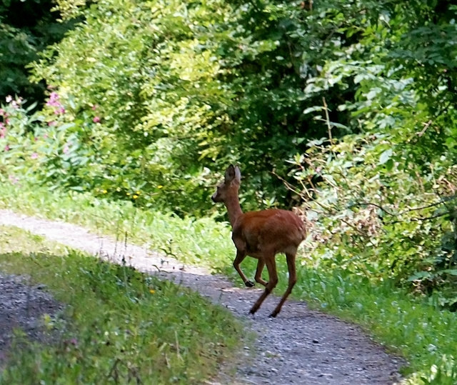 Ein liebes, scheues REH ... - Kufstein