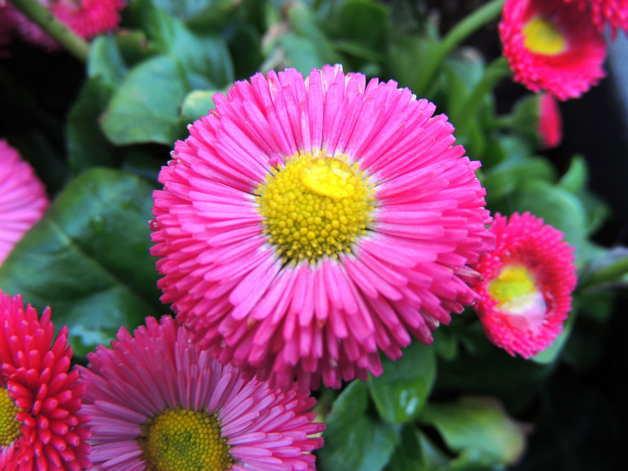 der Tropfen steht ihr gut aber das strahlen der Sonne auch - Horn