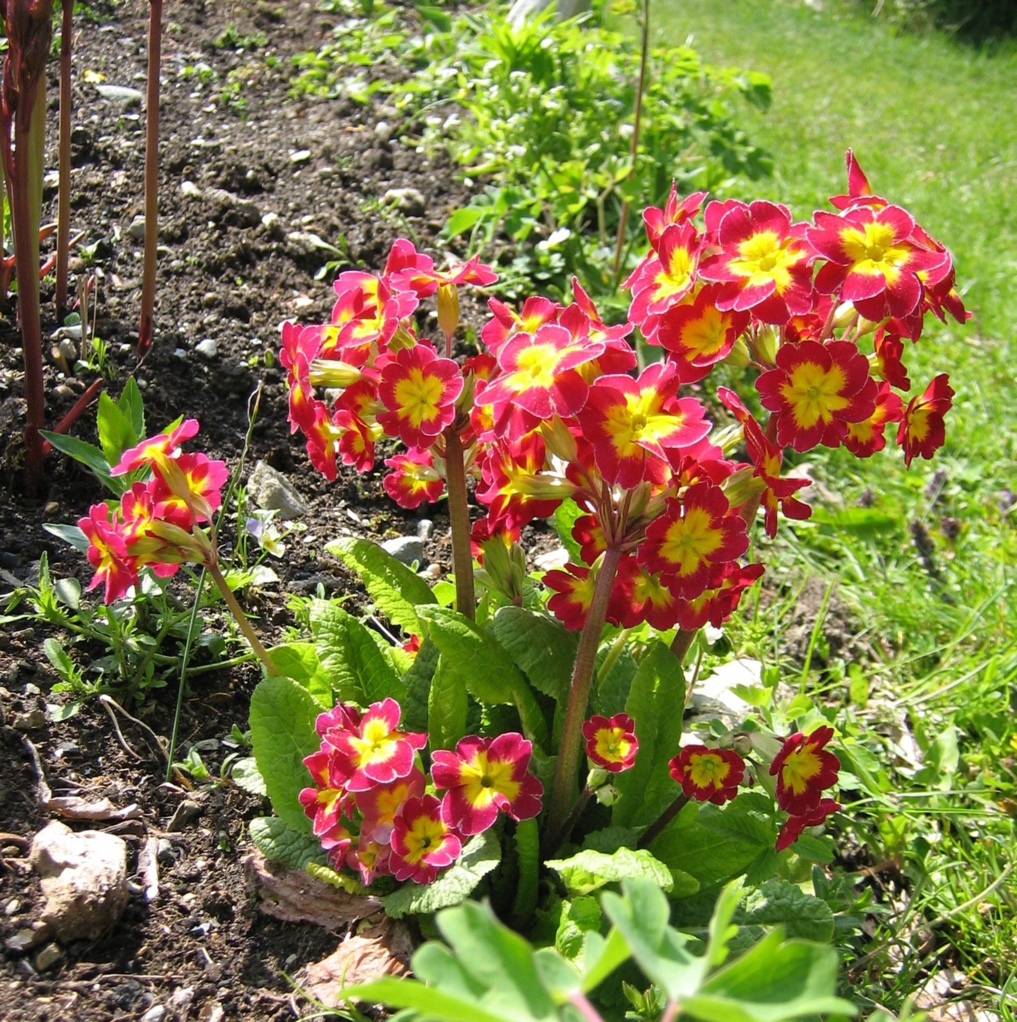 "Gamsbleamal" - die Primel aus dem Bauerngarten - Pinzgau
