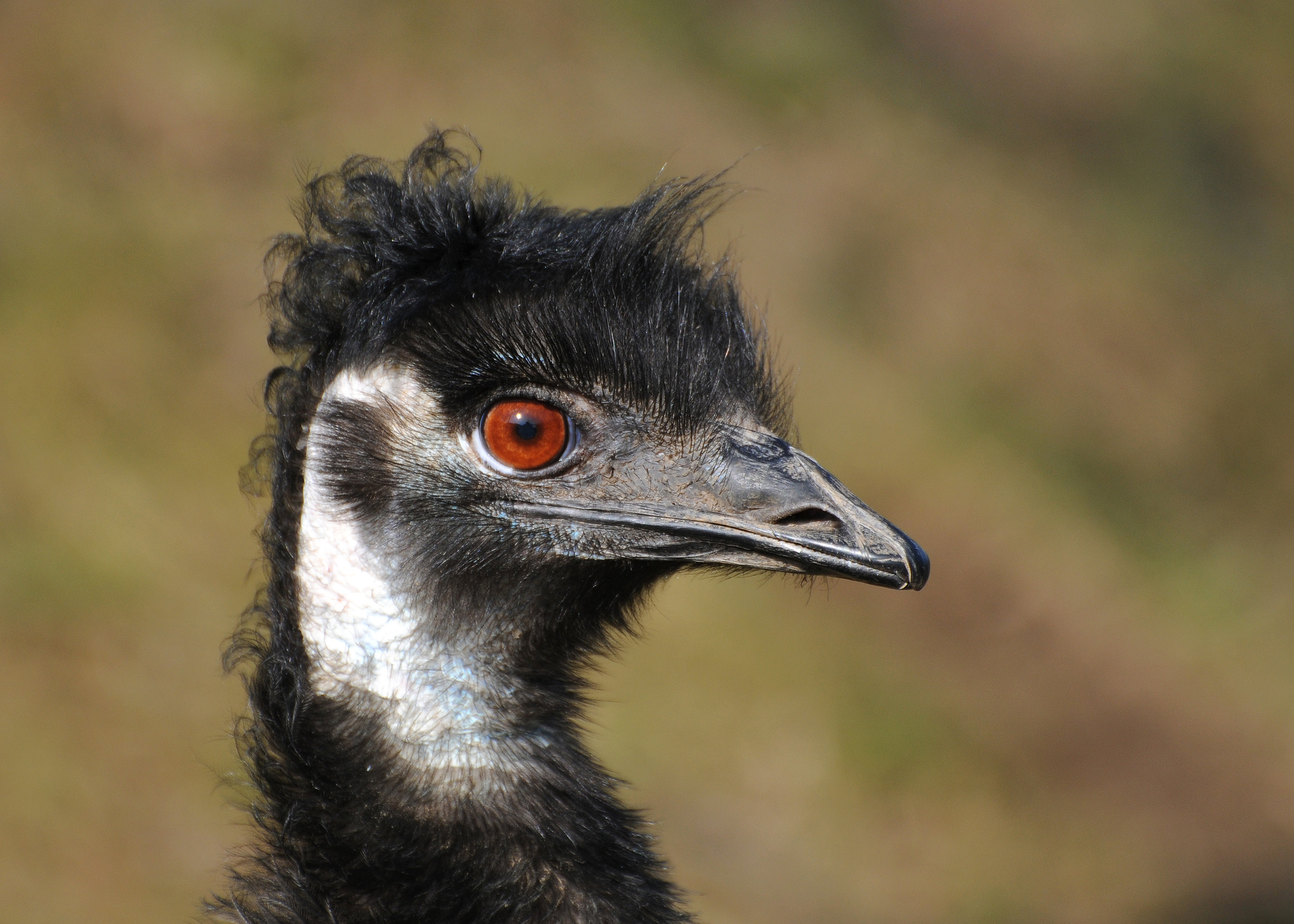 Emu - Tierwelt Herberstein - Weiz