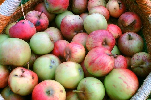 Alte Obst- und Gemüsesorten wiederentdecken - Leibnitz