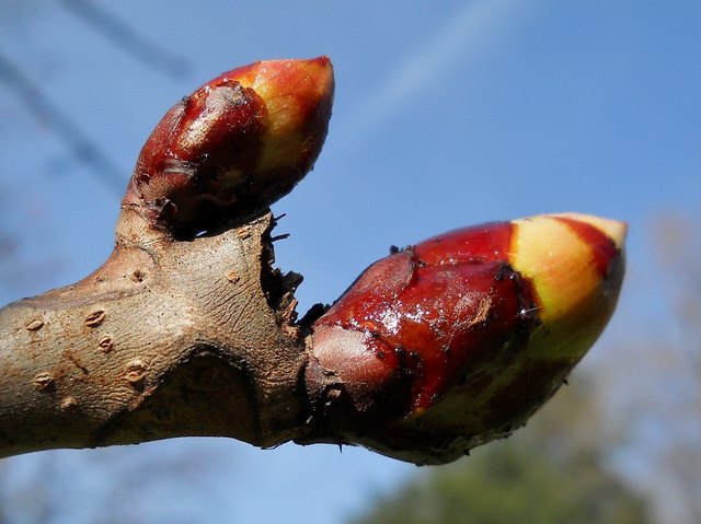 Die Knospen der Kastanien - Innsbruck