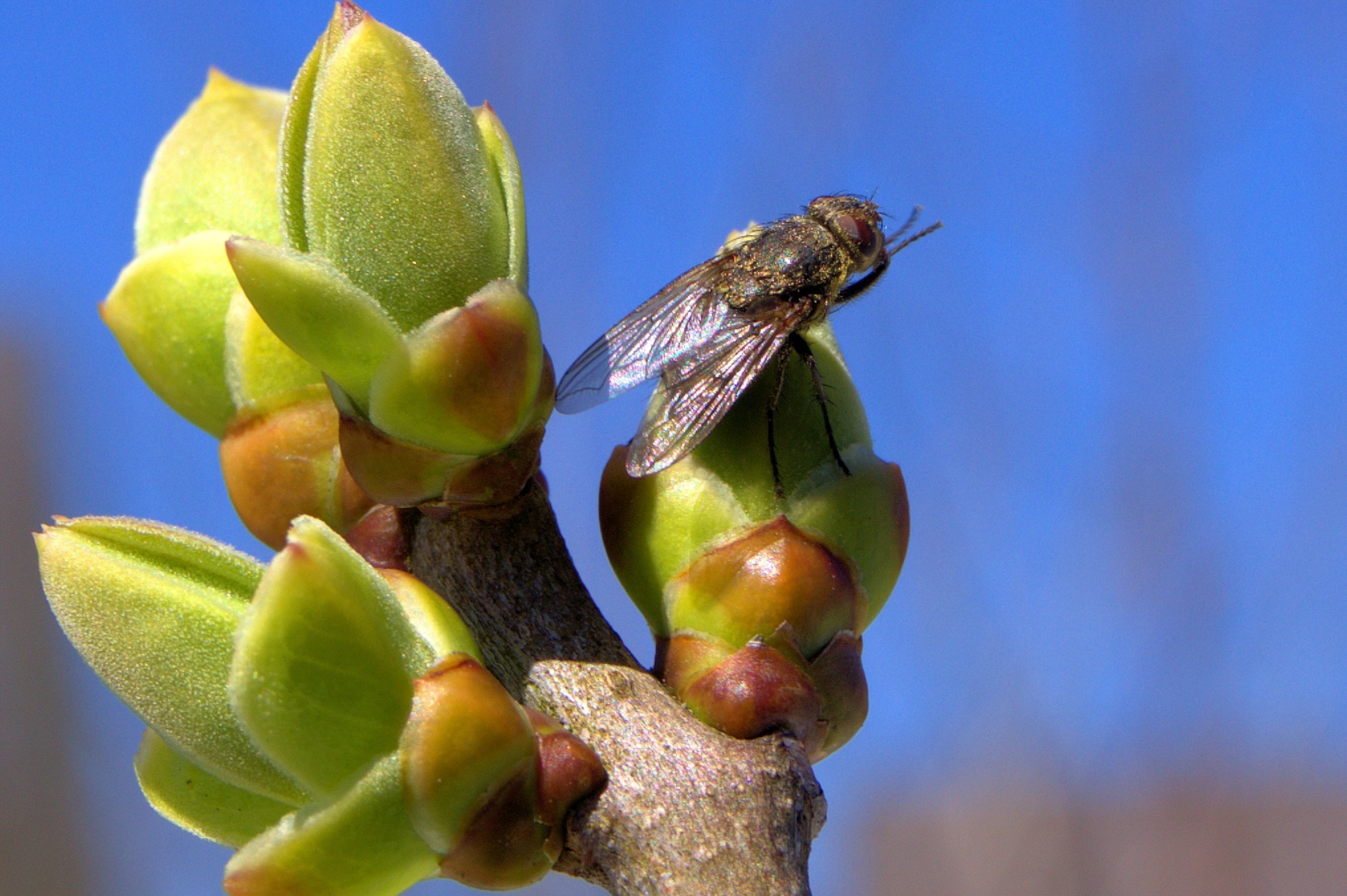 Puck.....die kleine Sonnenanbeterin ;) - Liezen