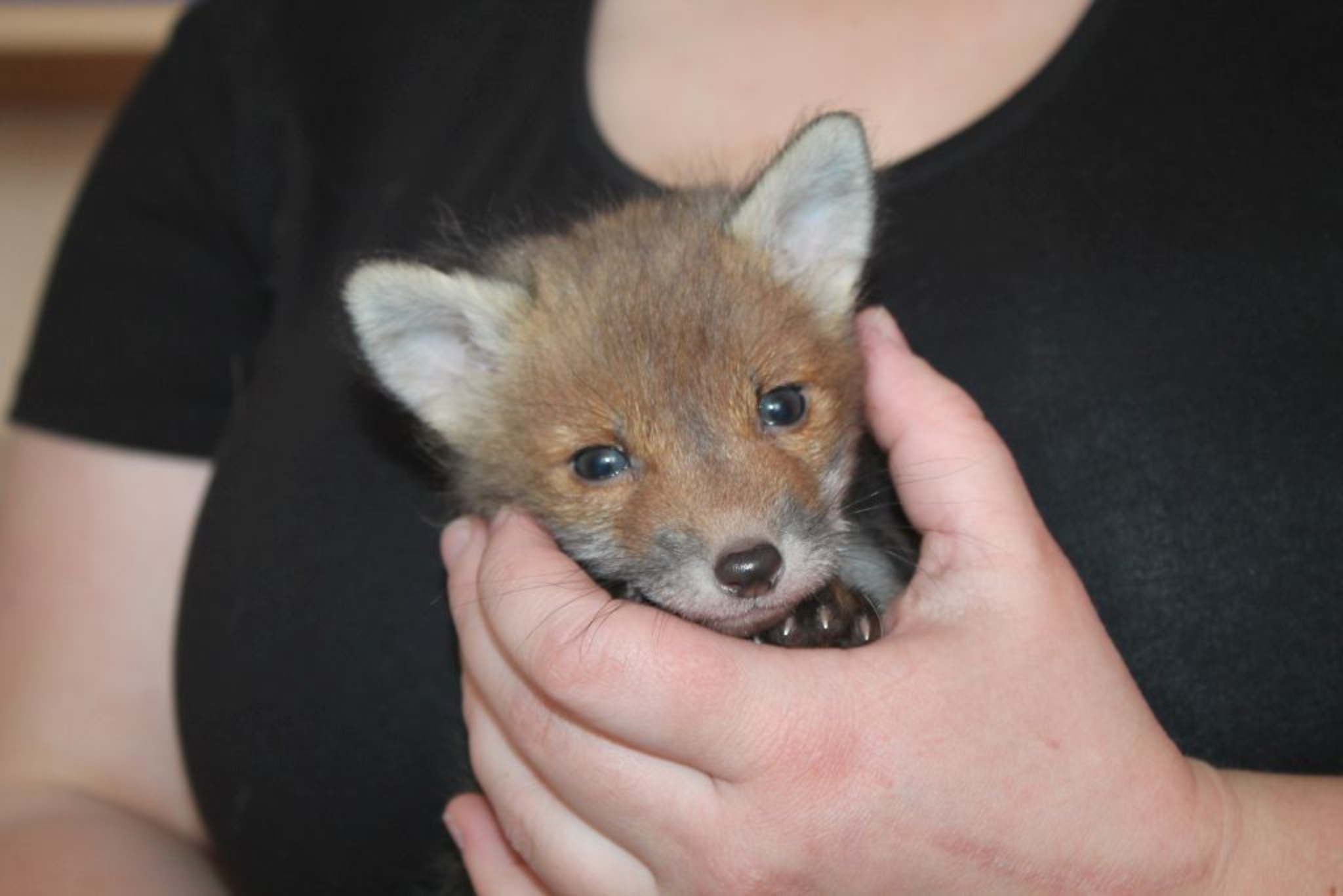 Liesinger Baby-Fuchs wird vom Wiener Tierschutzverein aufgepäppelt ...