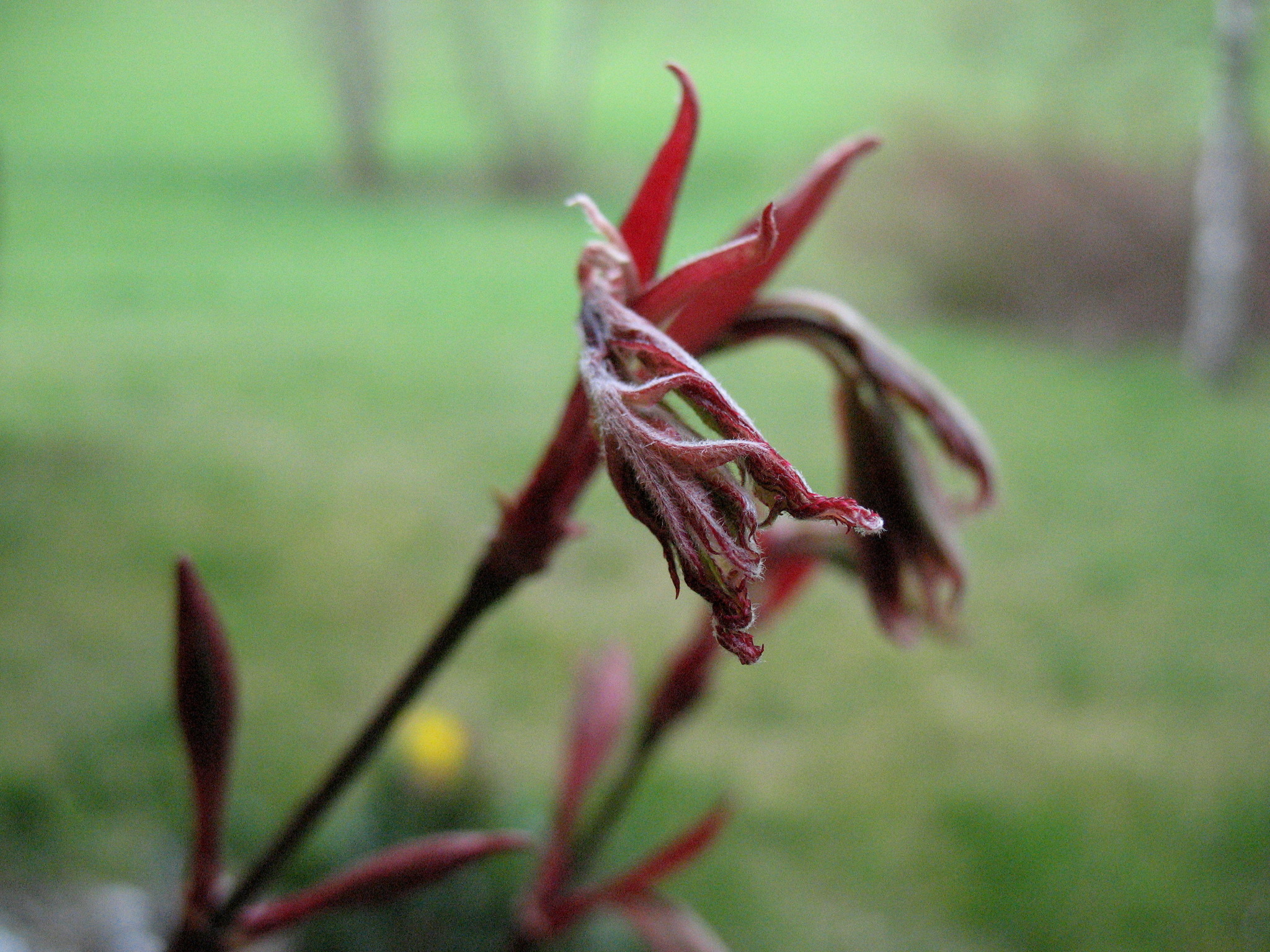 Junger Trieb - Murtal