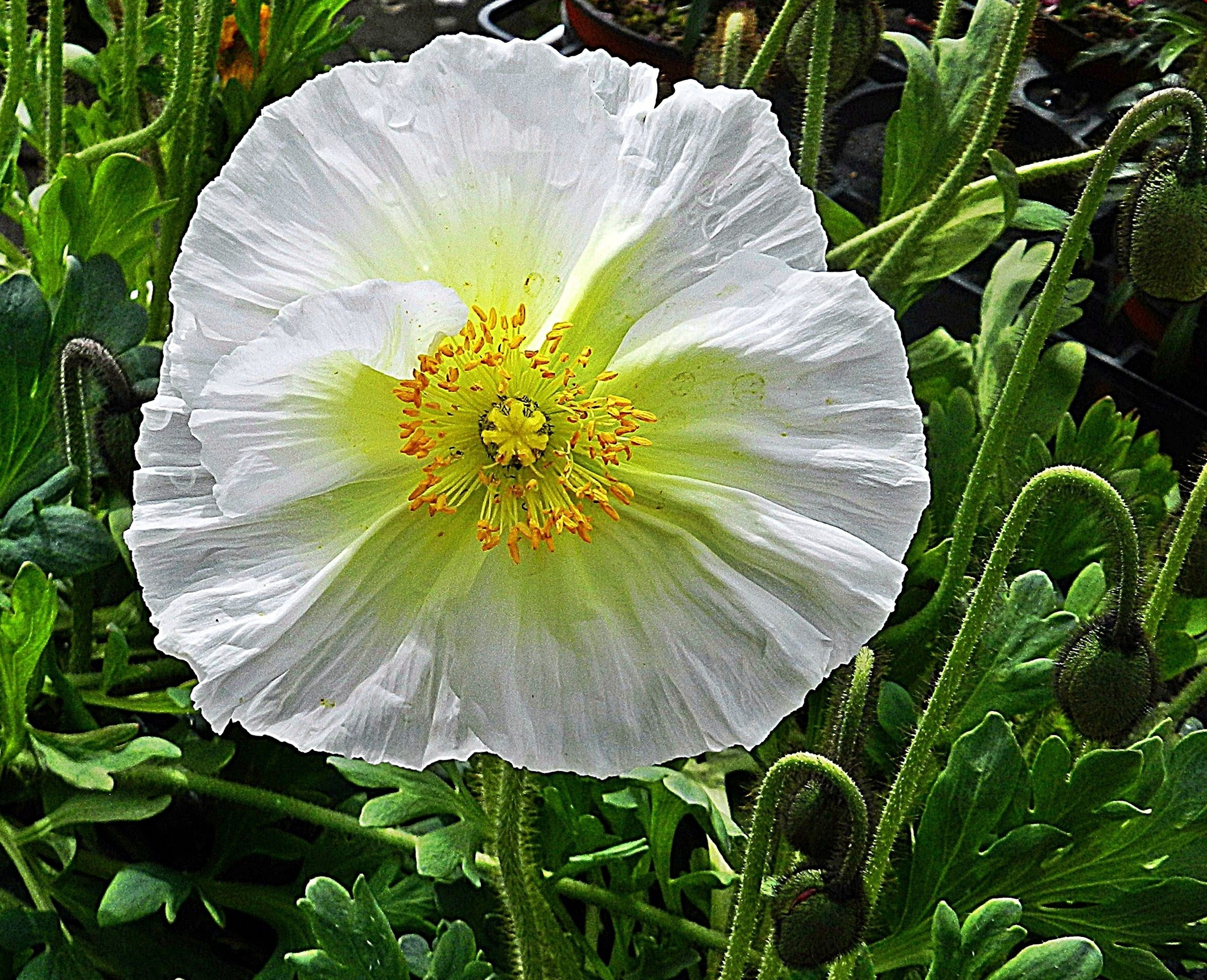 WEISSER MOHN ... - Kufstein