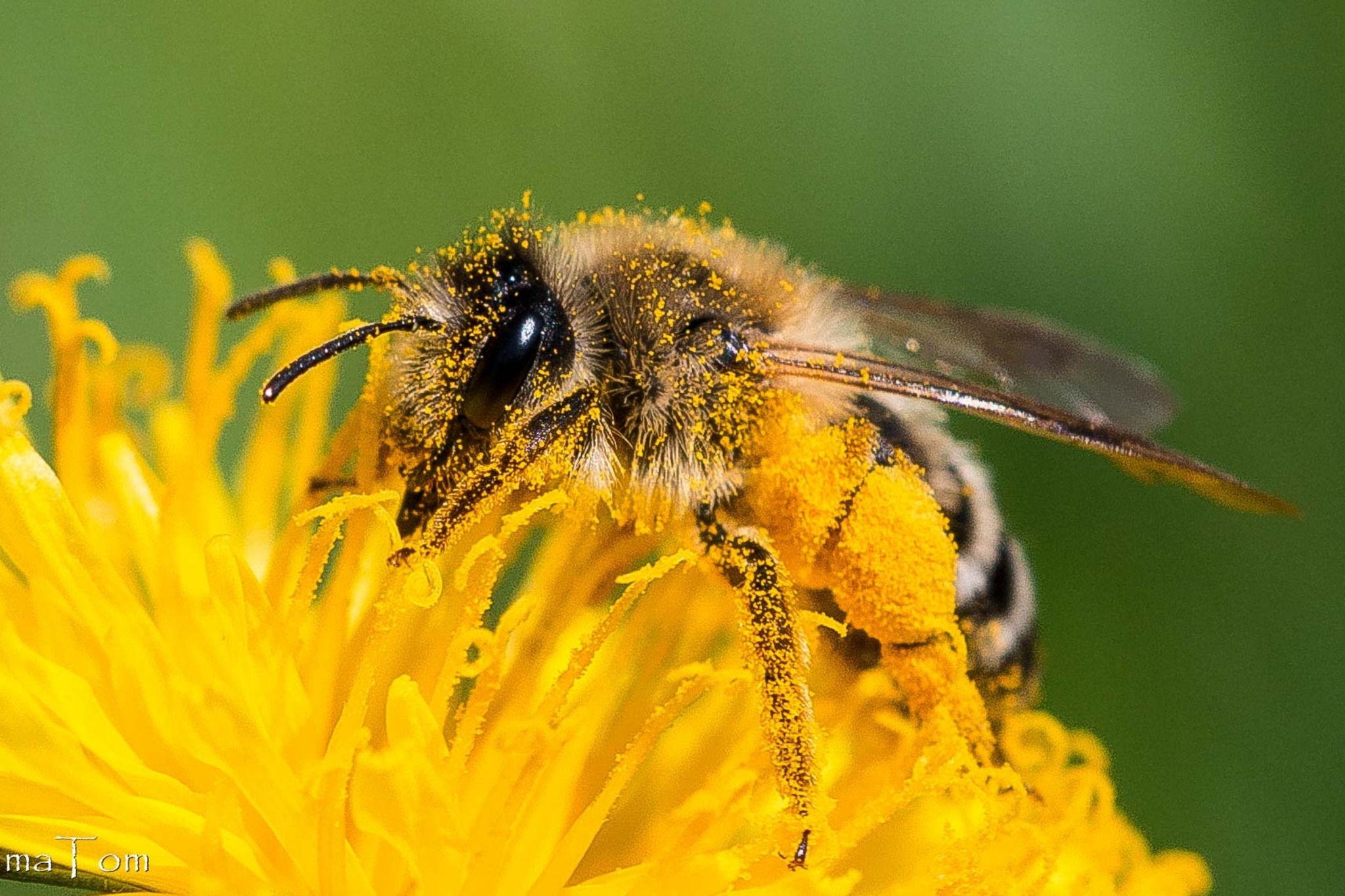 Fleissiges Bienchen - Leibnitz
