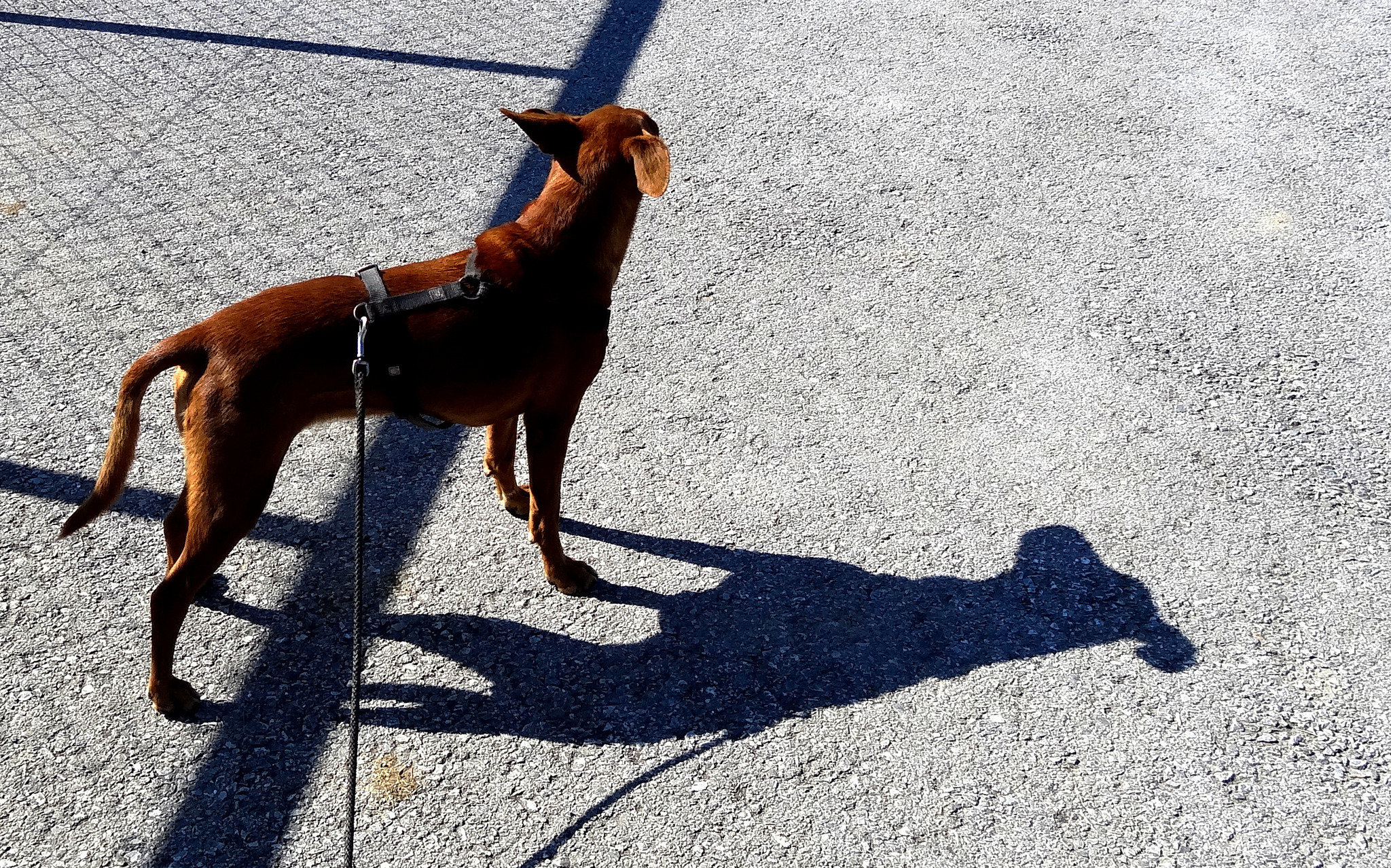 Do soll ana sog'n die "Leni" wirft kahn Schott'n ! - Weiz