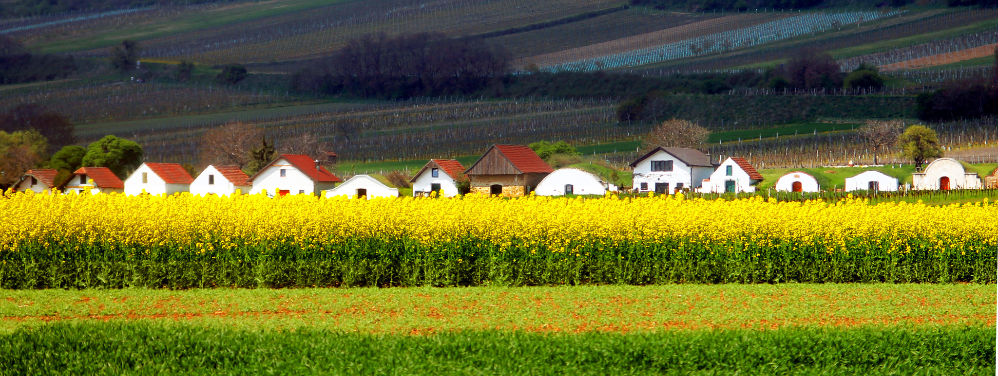 Kellergasse Prellenkirchen.............. - Favoriten