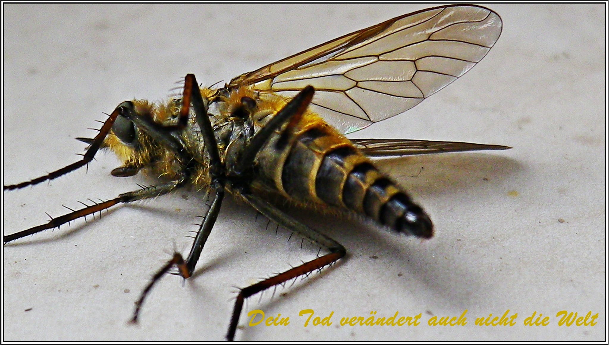 Totes Insekt - St. Veit