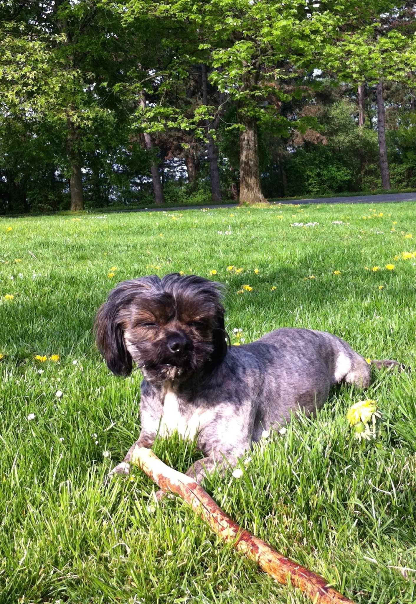 Der Haushund BonBon von aktiVital Simmering berichtet: - Favoriten