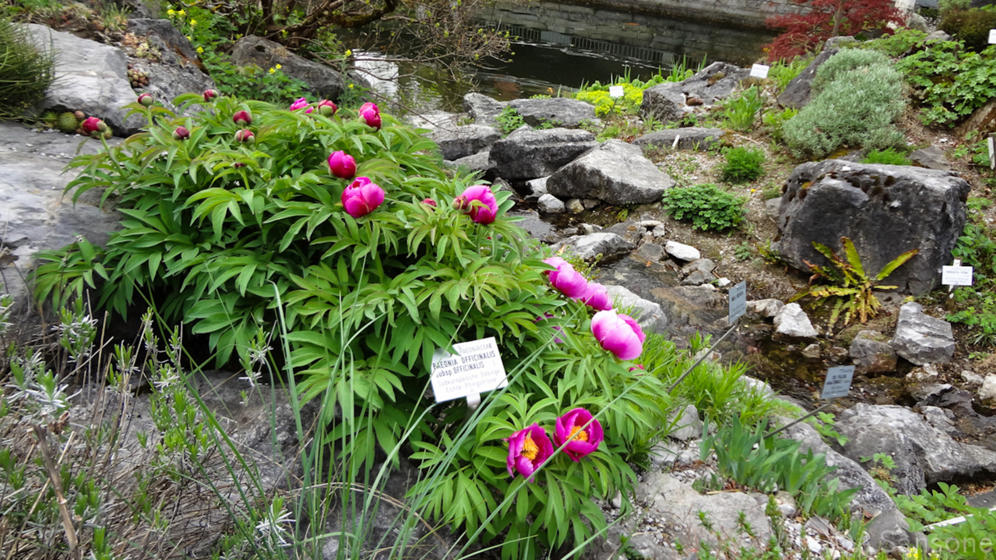 Ein zauberhafter Frühlings-Blick in den botanischen Garten - Innsbruck