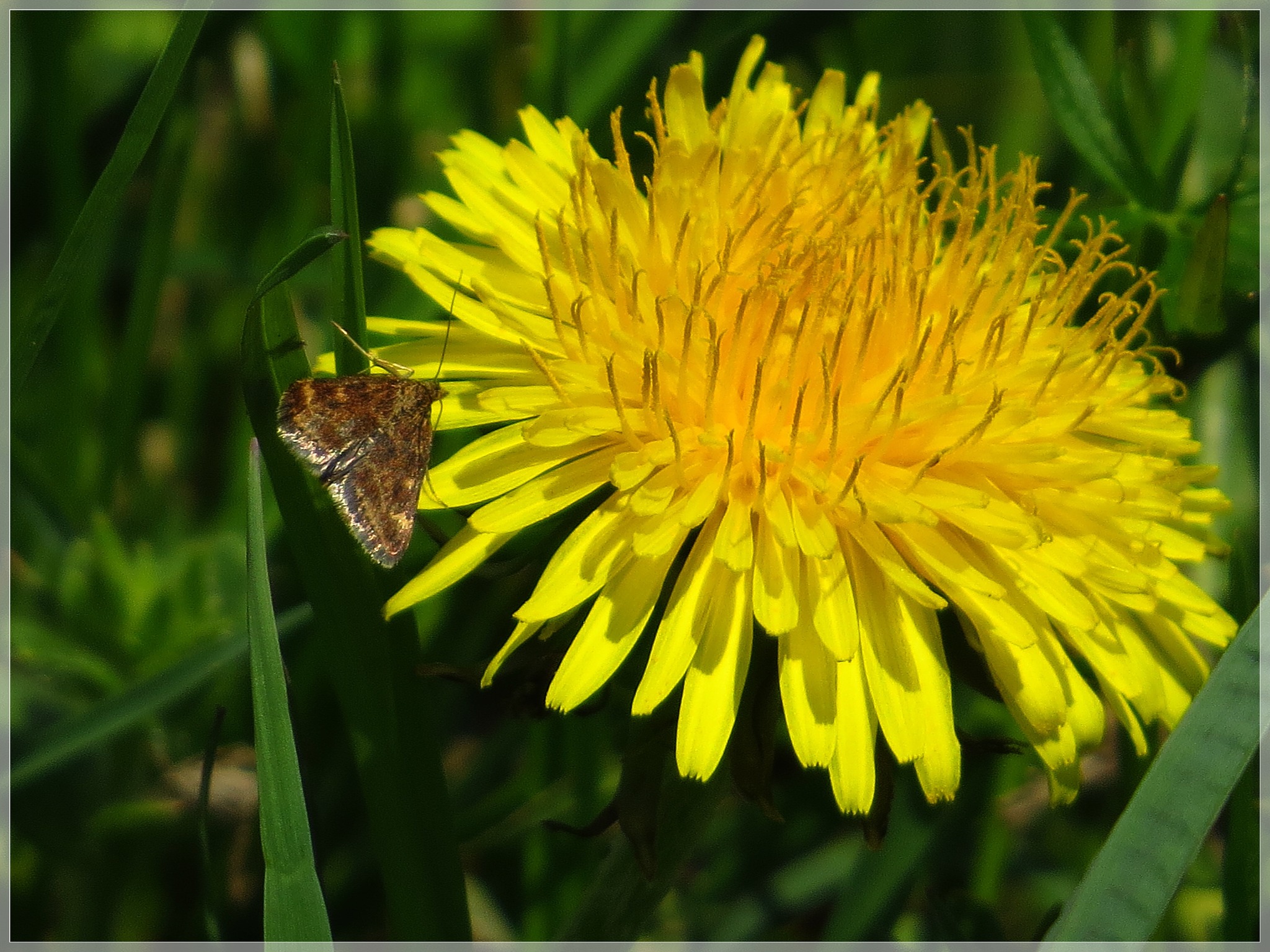 "Winzling" - Amstetten