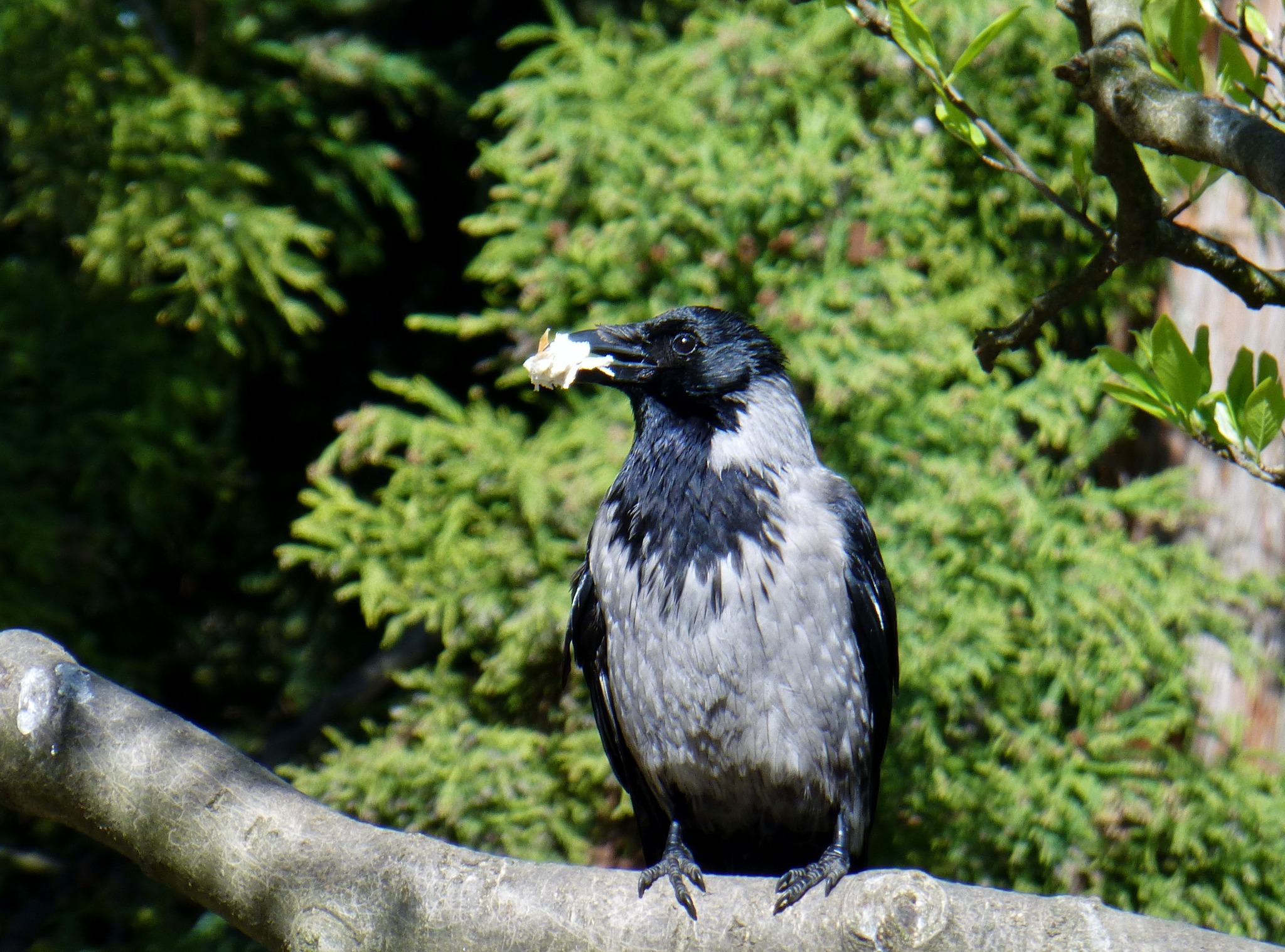 eifrig am Nestbauen - Neubau