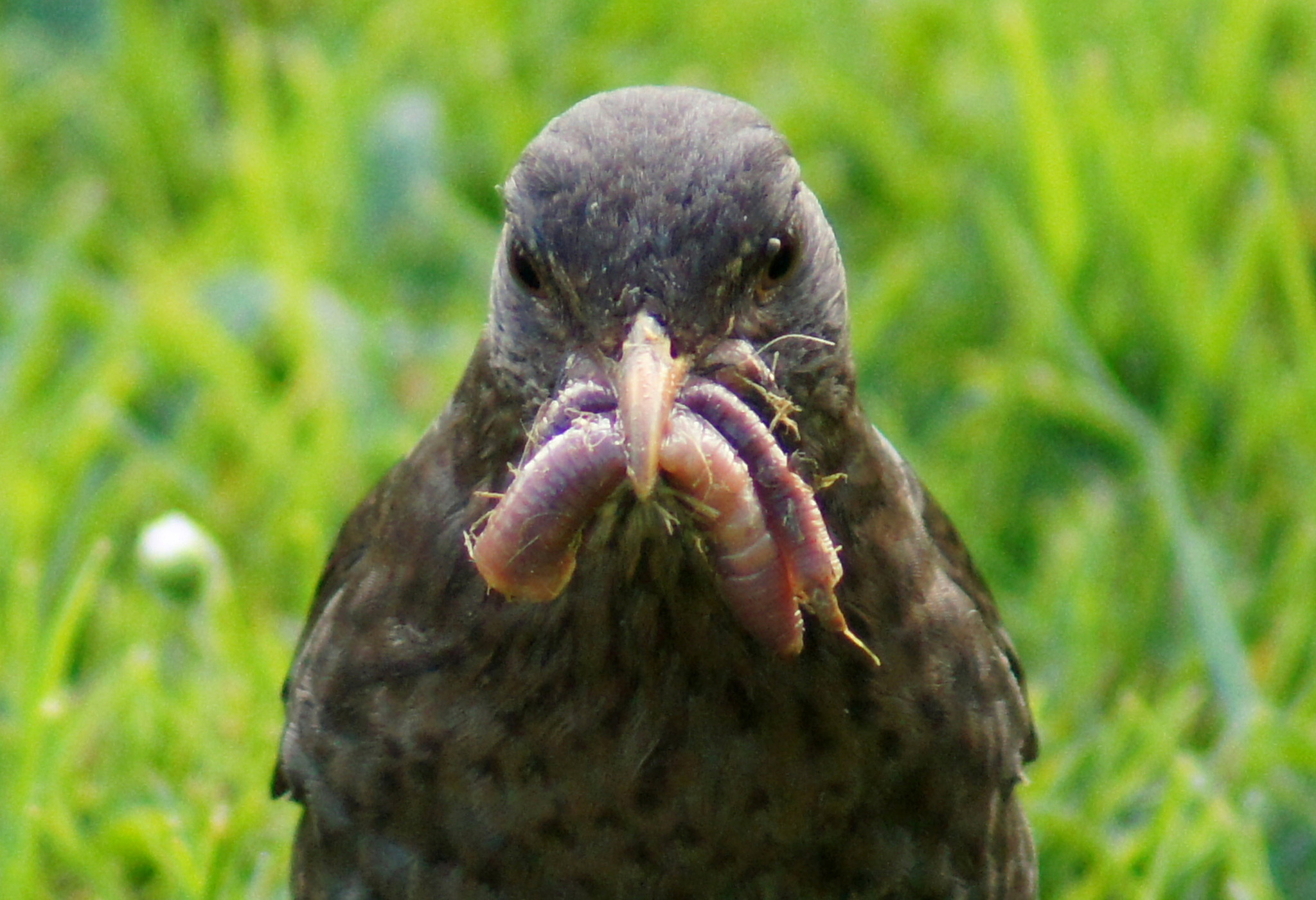 Amsel Weibchen auf Wurmsuche - Deutschlandsberg