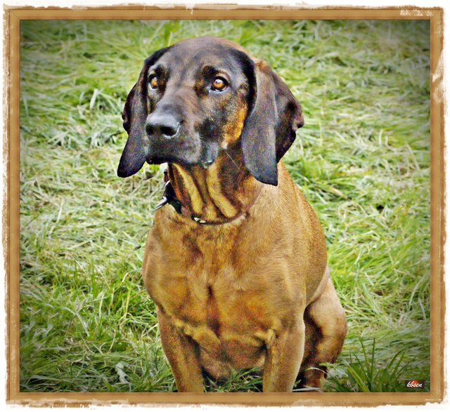 Bayerische Gebirgsschweißhund - St. Veit