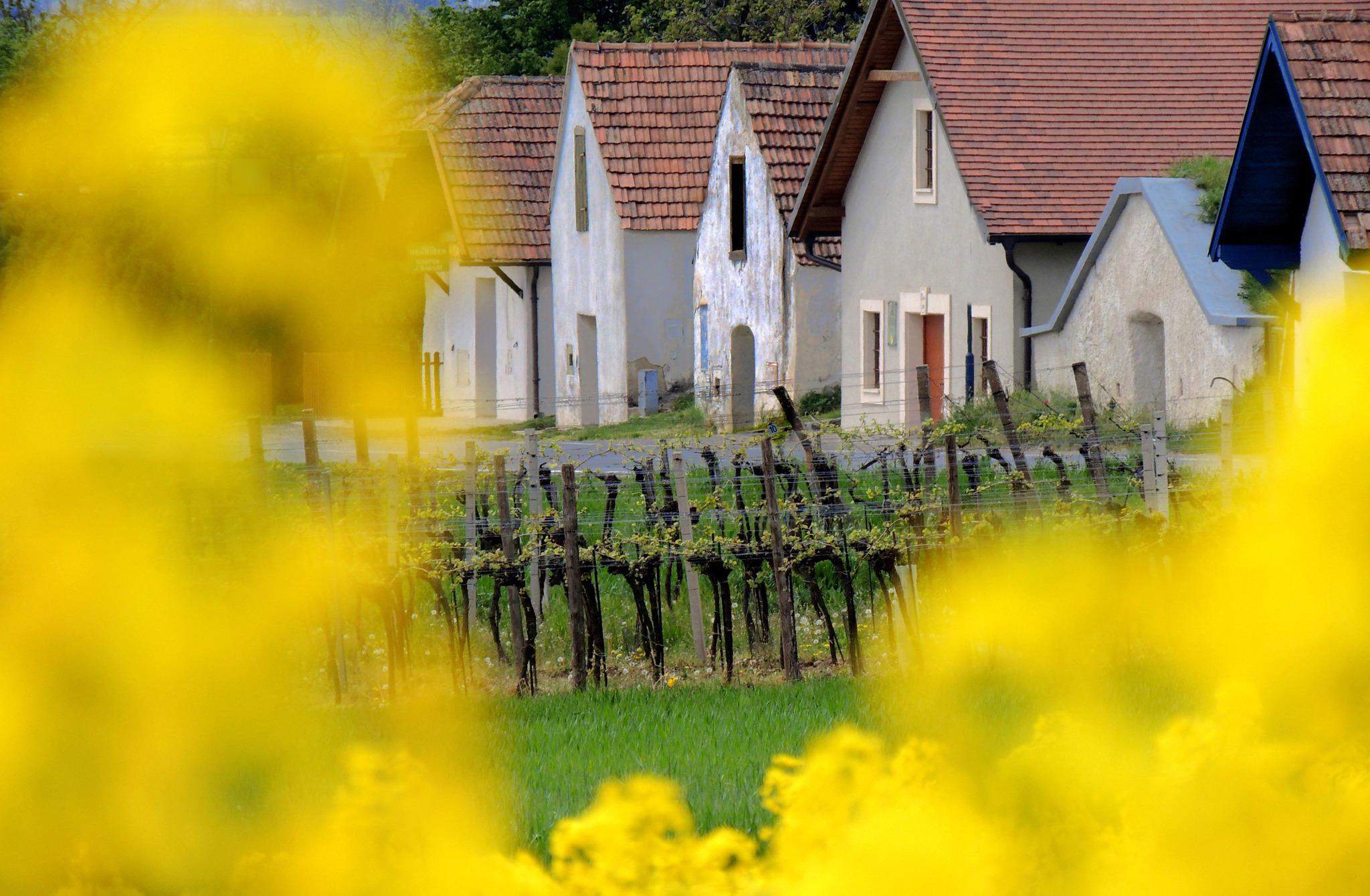 In Prellenkirchen - Favoriten