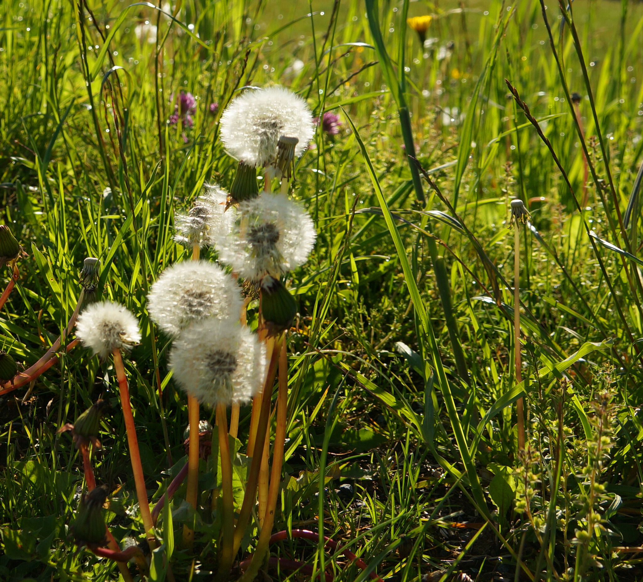Pusteblumen - Kufstein