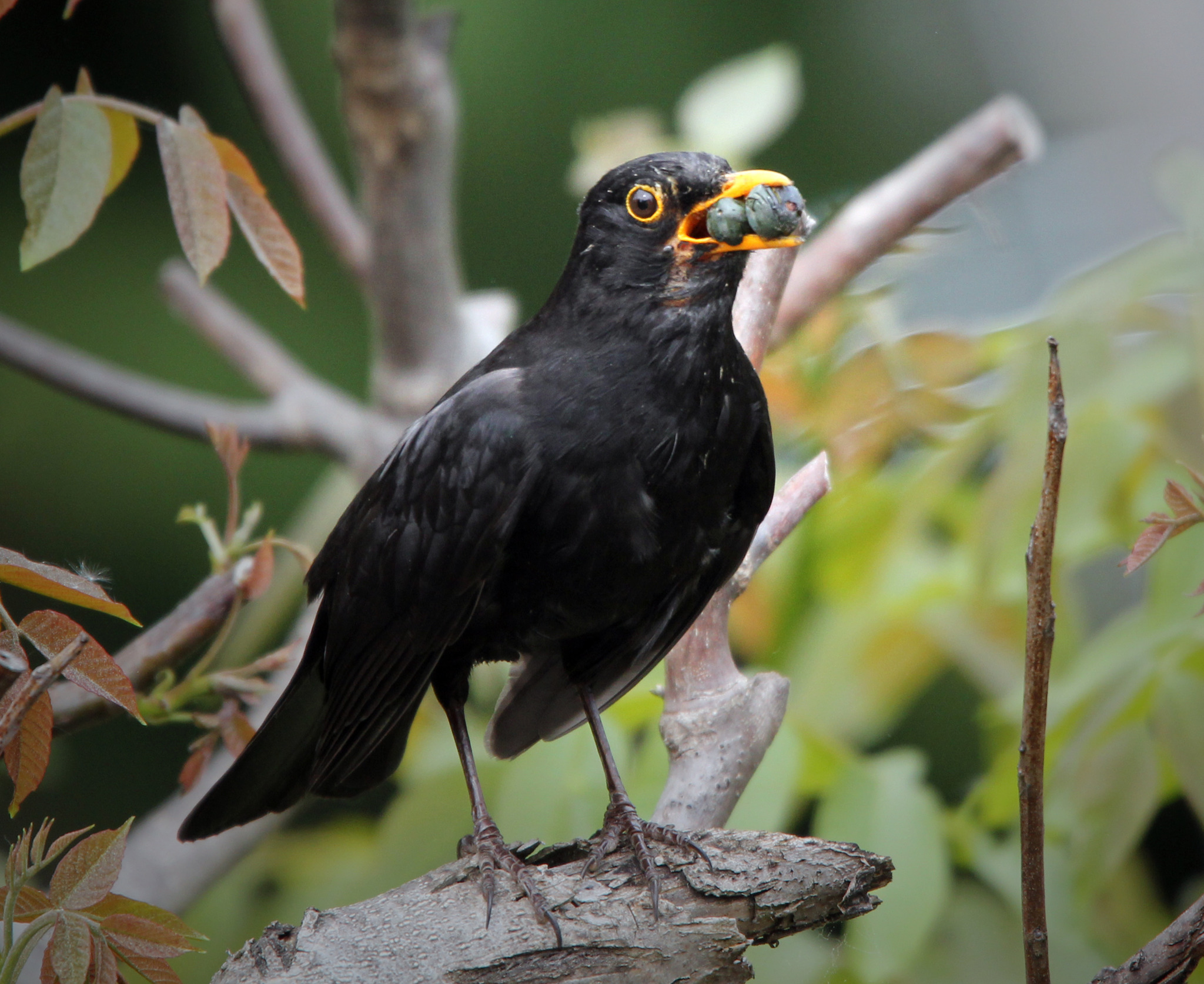 NIMM ZWEI, ZAHL EINS - Schwaz