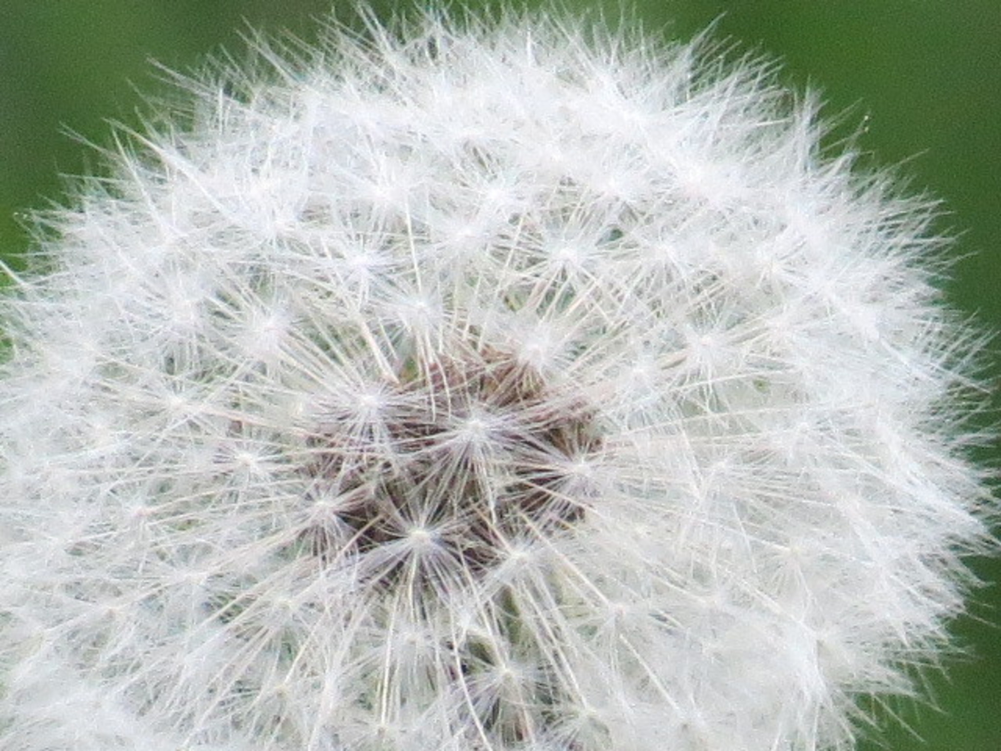 Die Pusteblume wartet auf Wind - Lavanttal