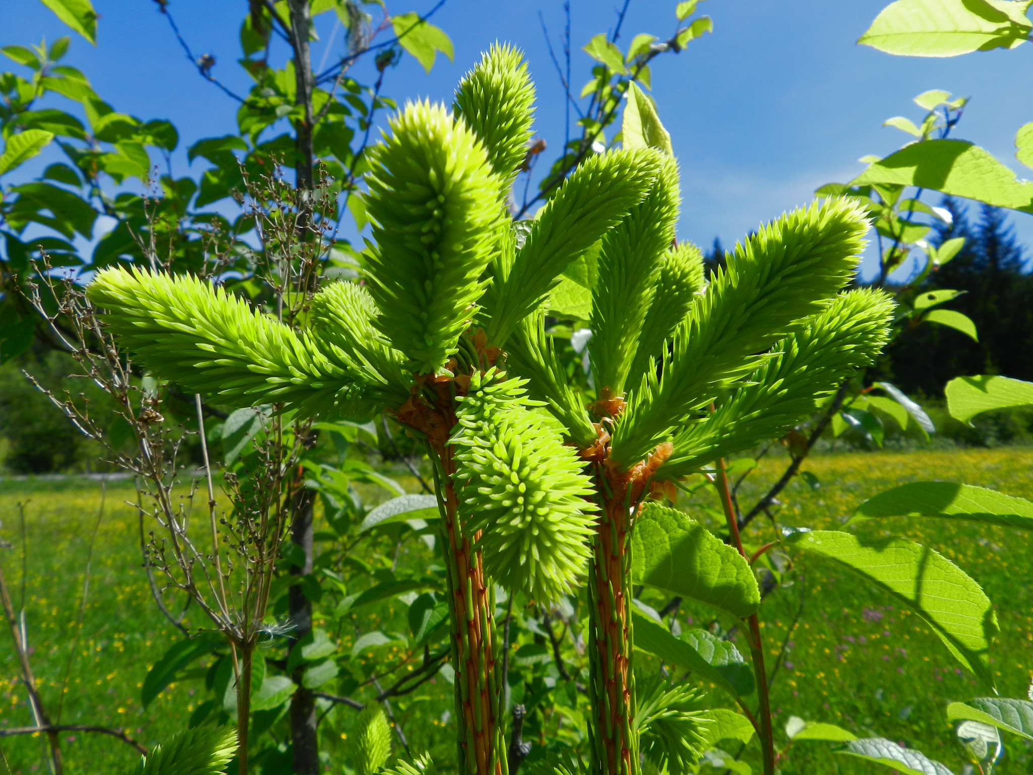 Die Fichte bekommt frische Arme. - Lungau