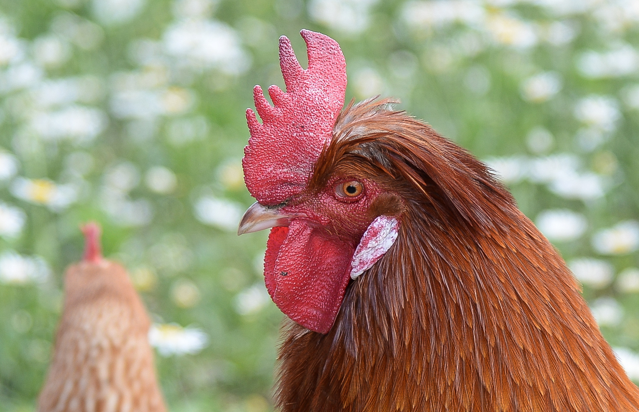 Portrait eines Sulmtaler Hahnes - Lavanttal