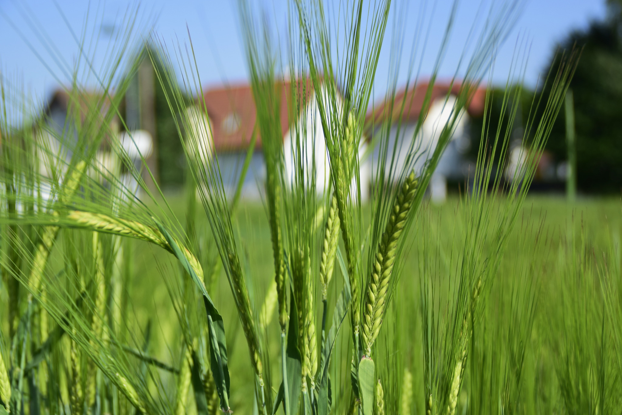 Gerstenfeld. - Leibnitz