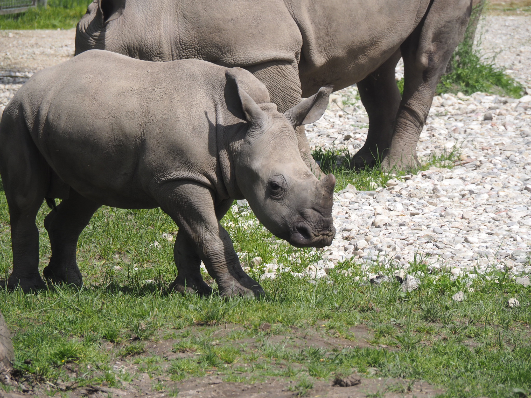 Baby-Boom im Zoo Schmiding - Wels & Wels Land