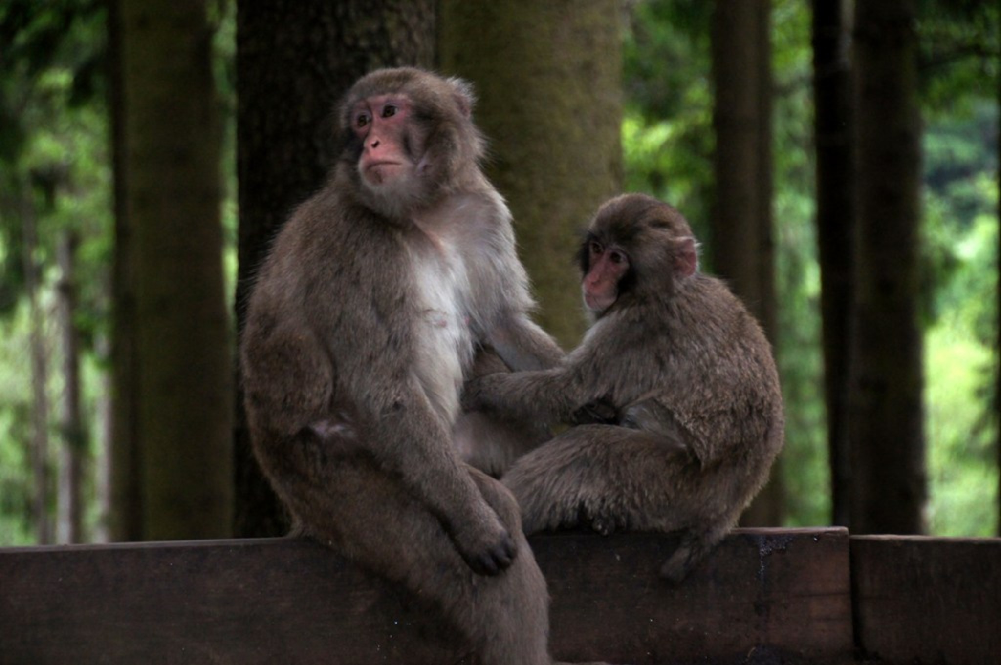 Zu Besuch am Affenberg Landskron! - Villach
