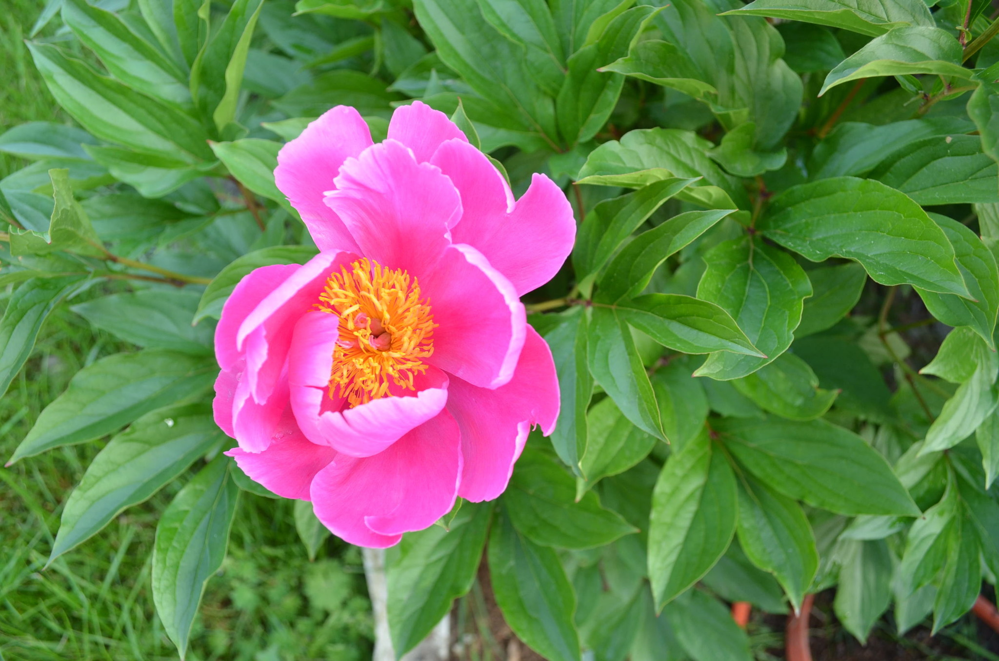 Blumen zu Pfingsten - Donaustadt