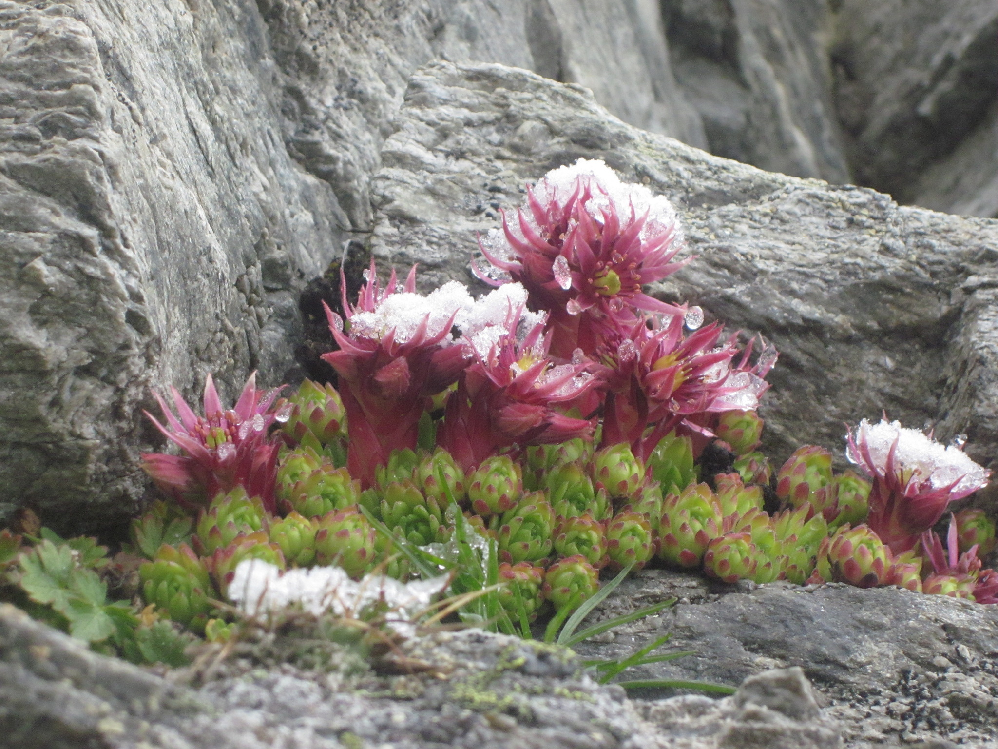 Eisblumen im Frühling - Imst