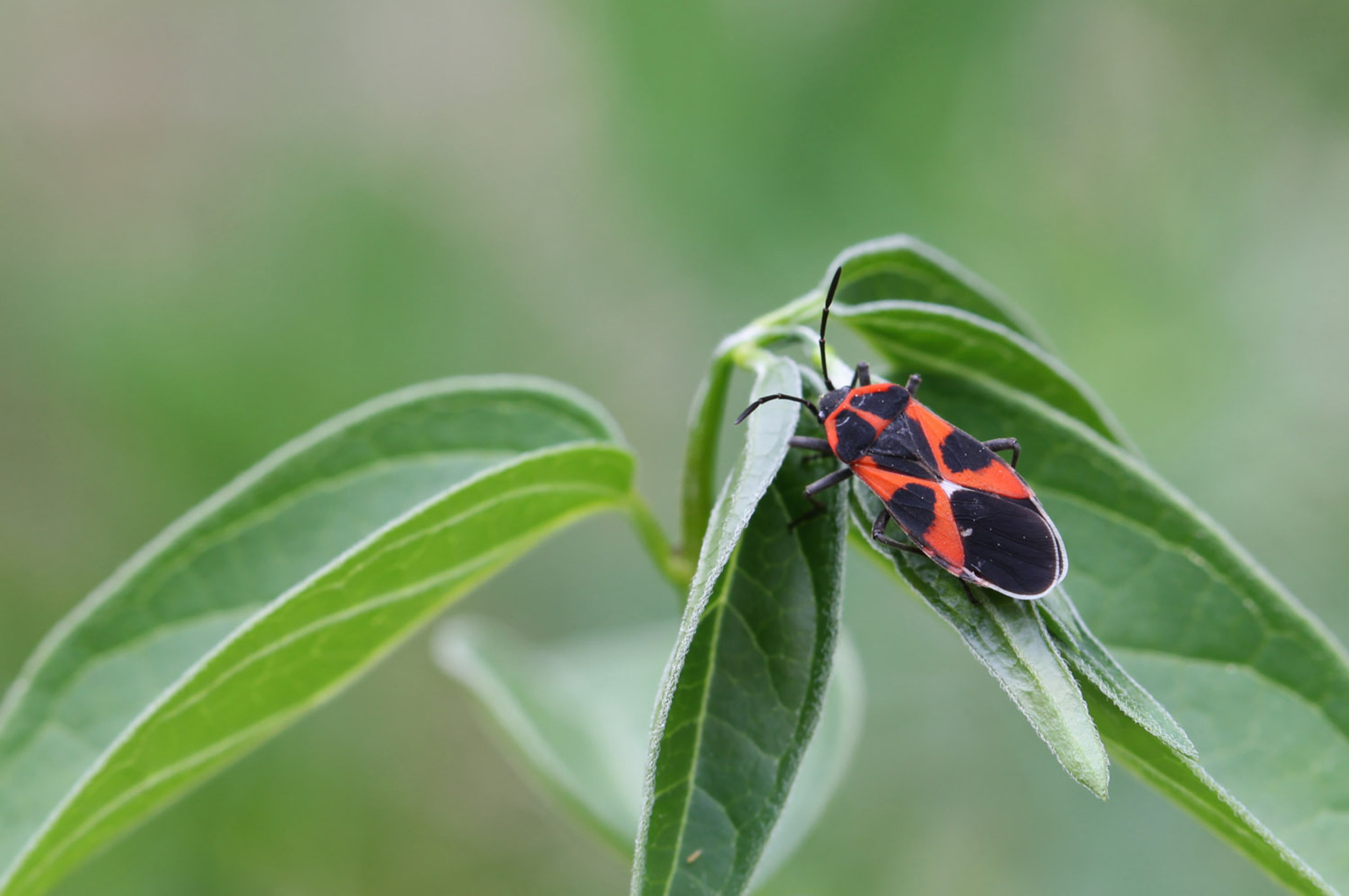 Die Schwalbenwurzwanze ... - Schwaz