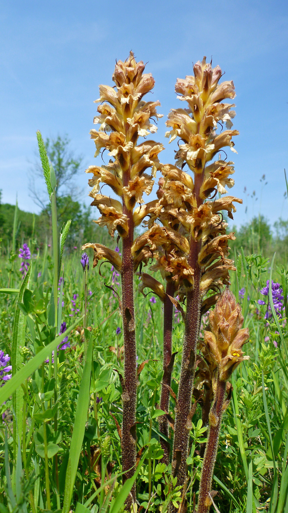 Schmarotzer - Braunau