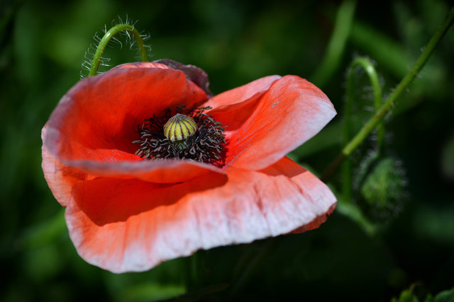 Die Mohnblume - Kufstein