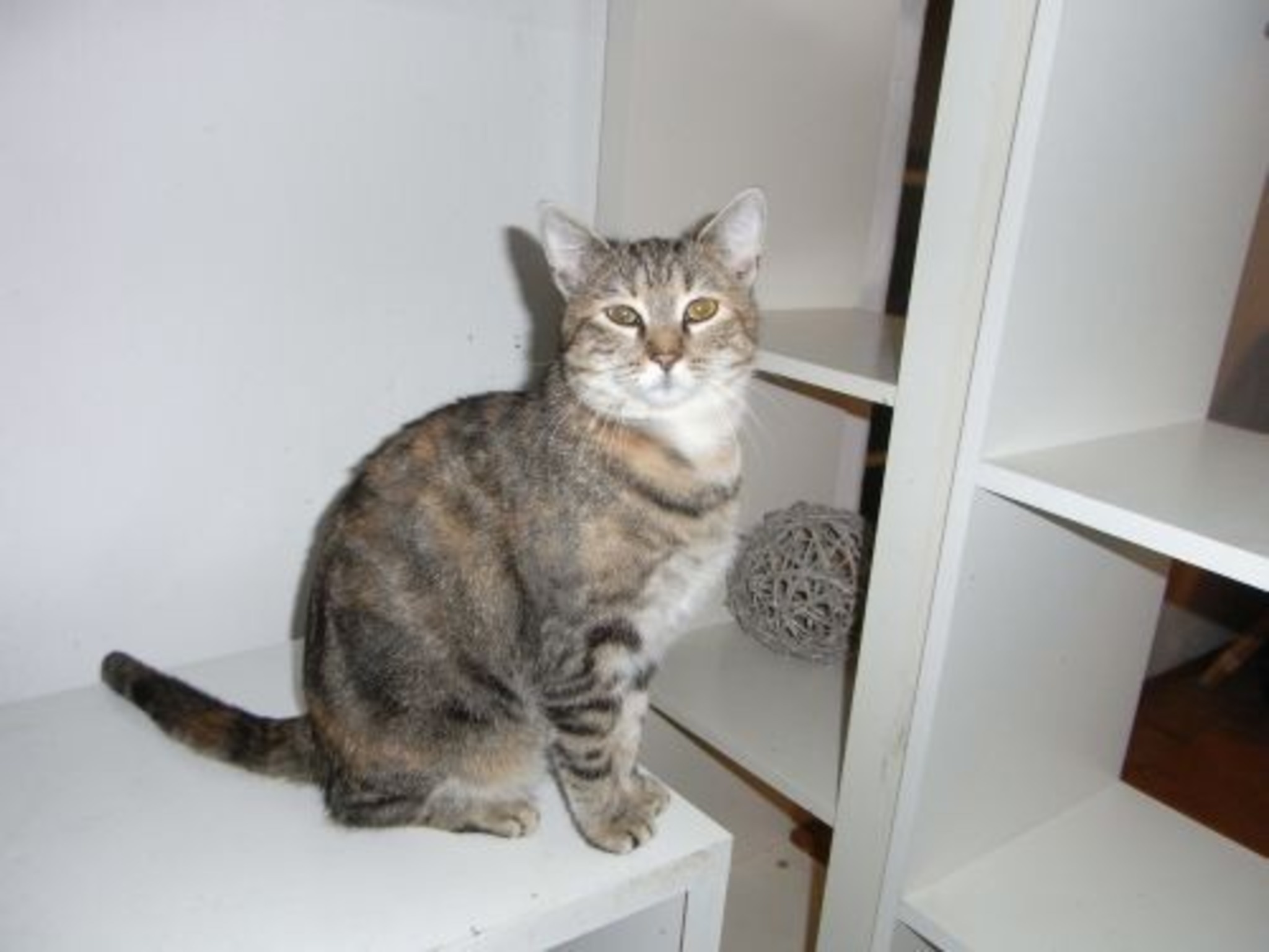 Liebling der Woche: Katze Meli - Grieskirchen & Eferding