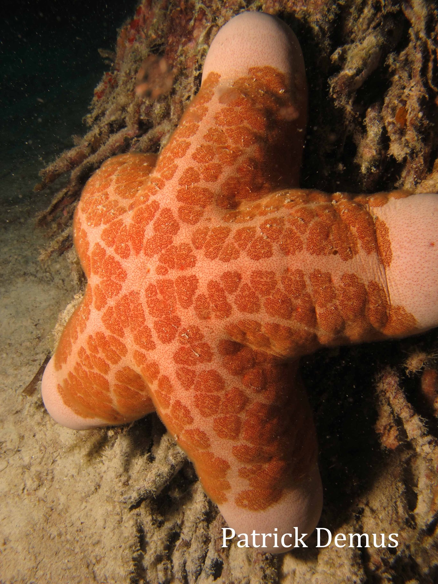 Kindervortrag "Eine Reise zu Spongebob und Nemo" von Patrick Demus - Schwaz