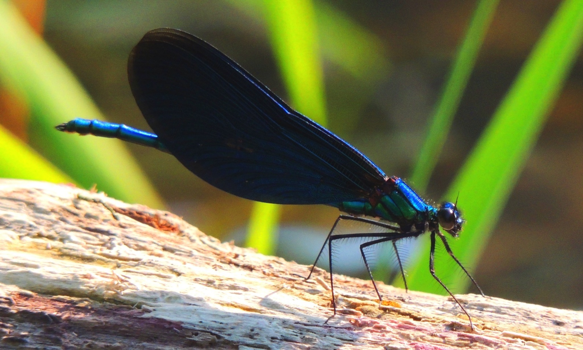 blaue Libelle - Horn