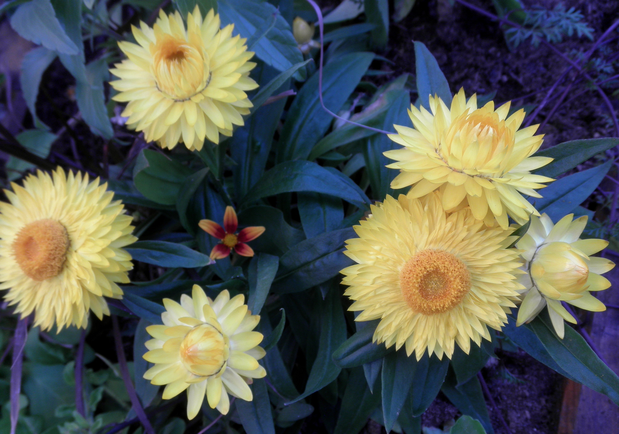 Strohblumen - Mürztal