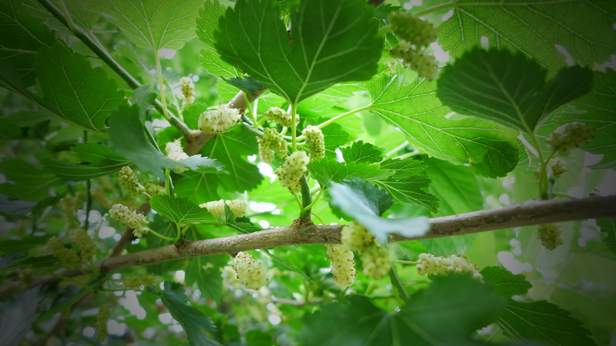 Weiße Maulbeere ( Morus alba).... - Eisenstadt