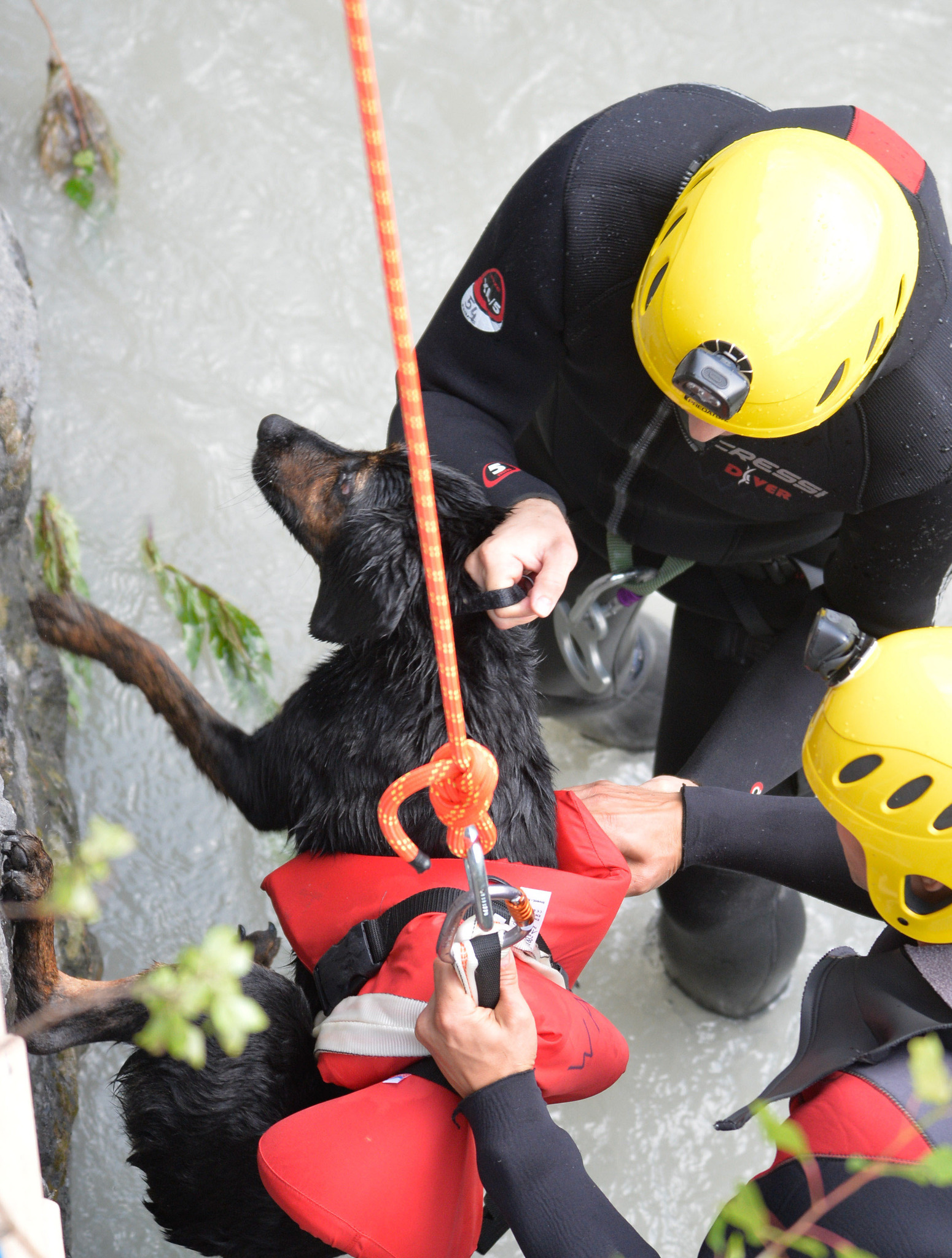 Erneut erfolgreiche Hunderettung - Innsbruck