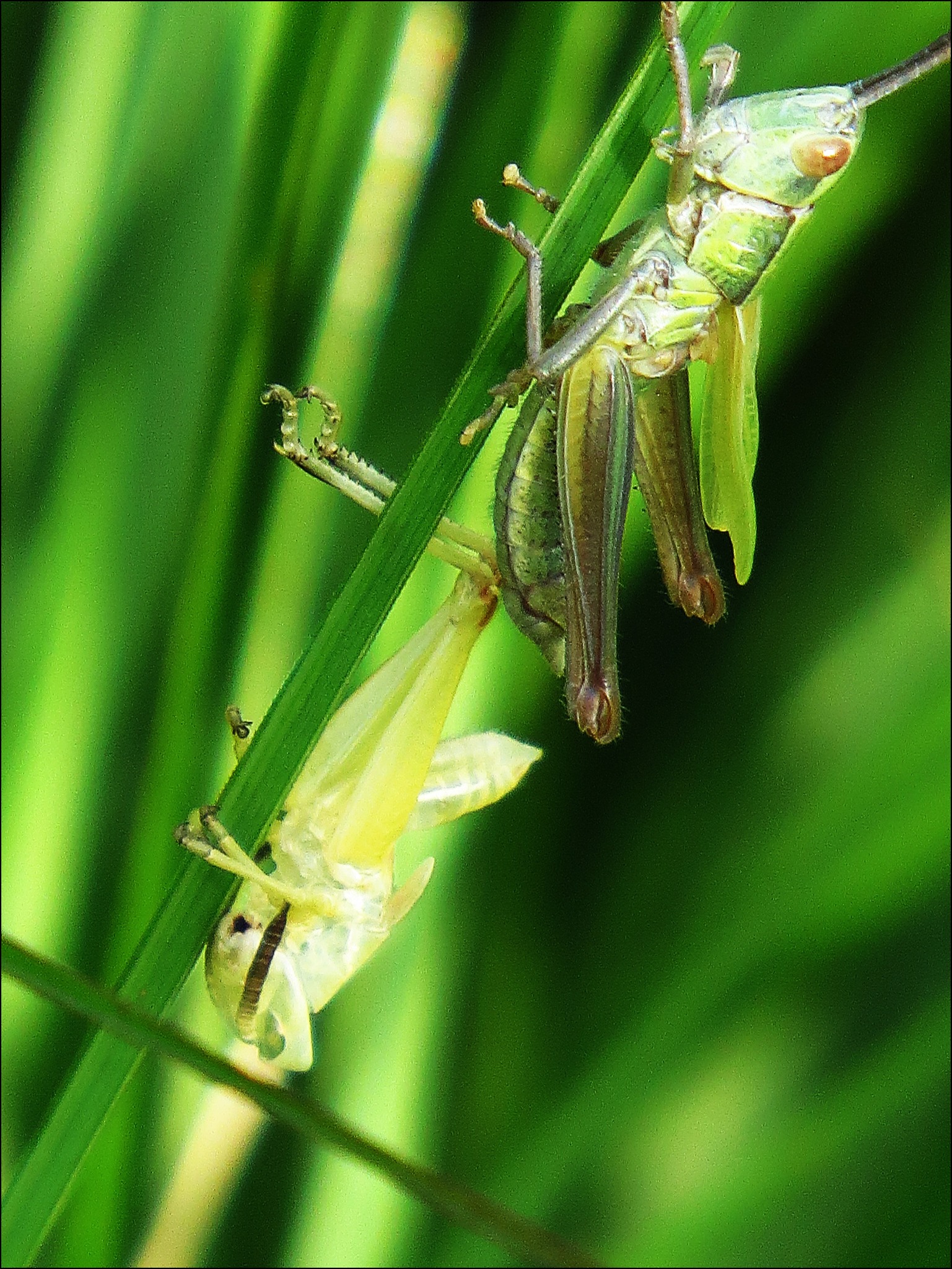 Wie aus dem Ei gepellt........ - Amstetten