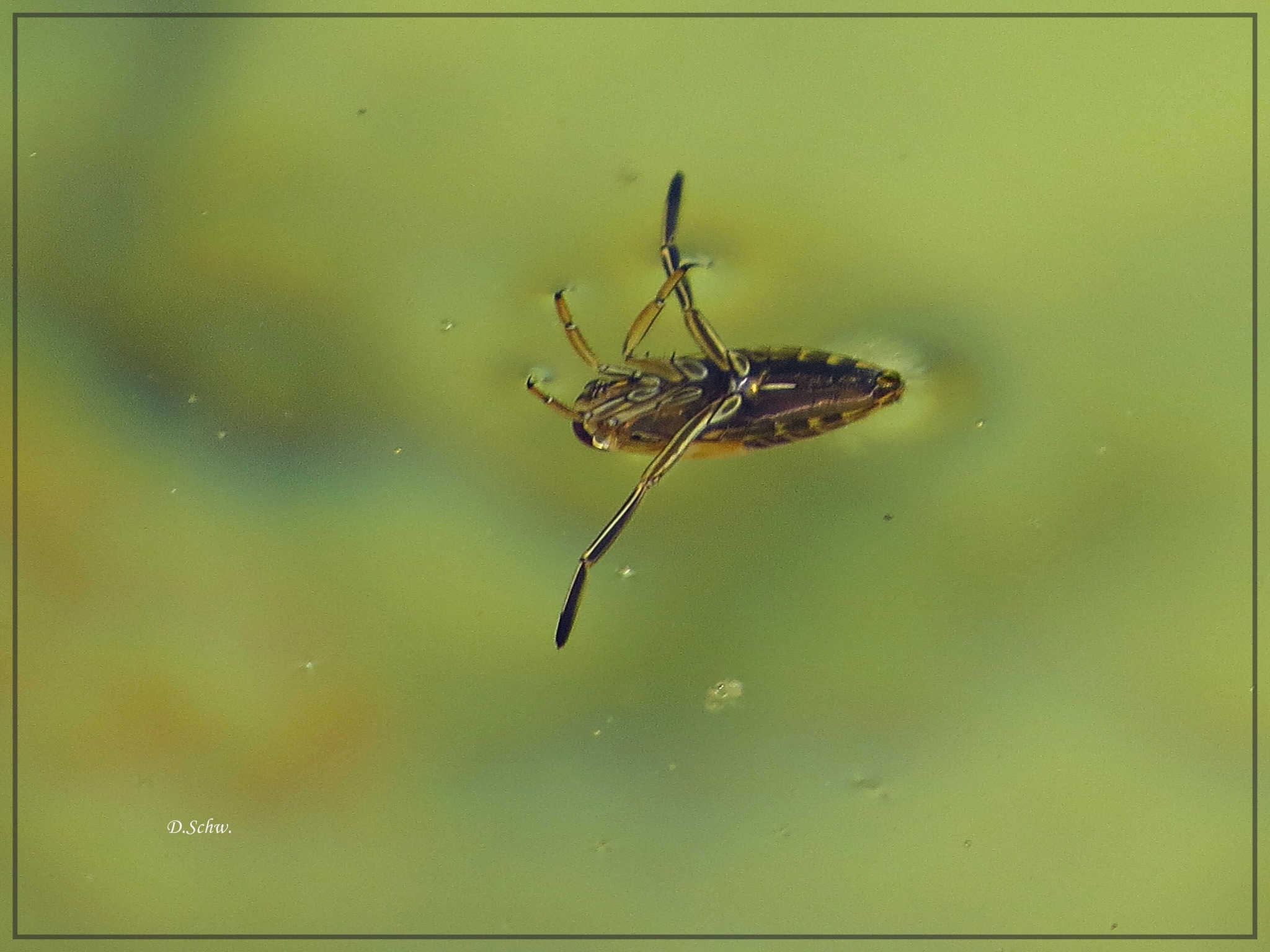 "Rudert Männer, rudert!" ;) - Amstetten