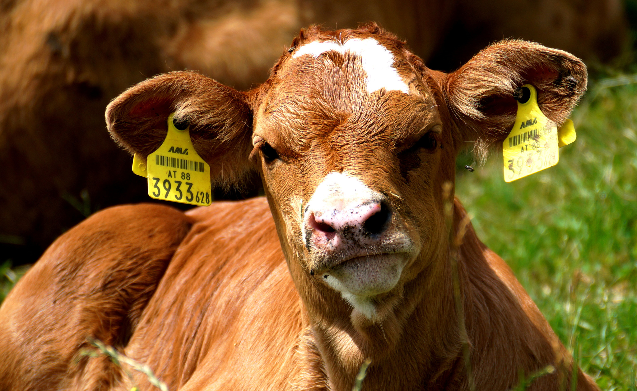 Das Kalb schaut aber "cool" - Weiz