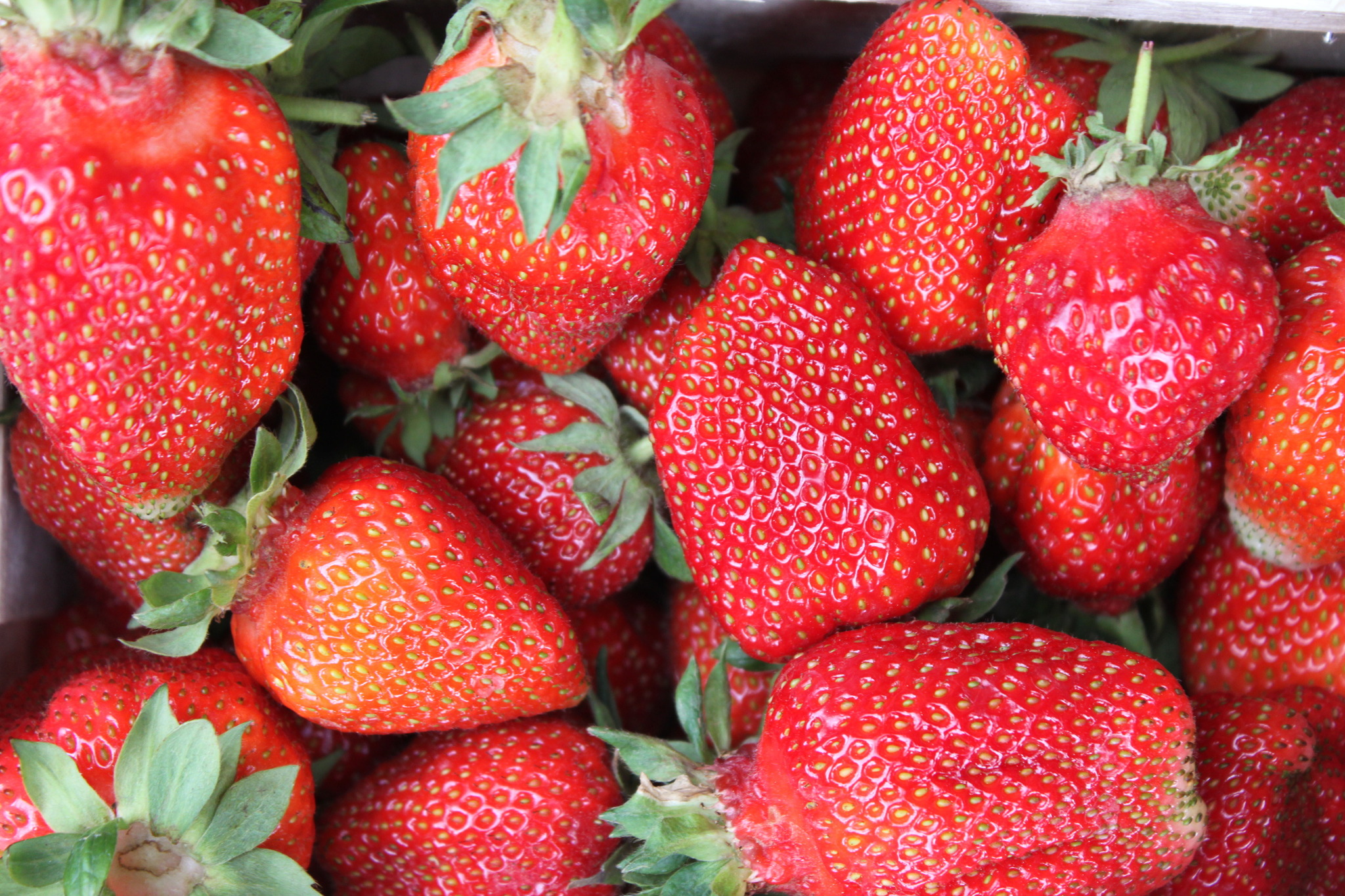 SELBER PFLÜCKEN - Steinfelder ERDBEEREN Zeit - frisch gschmackig siaß ...